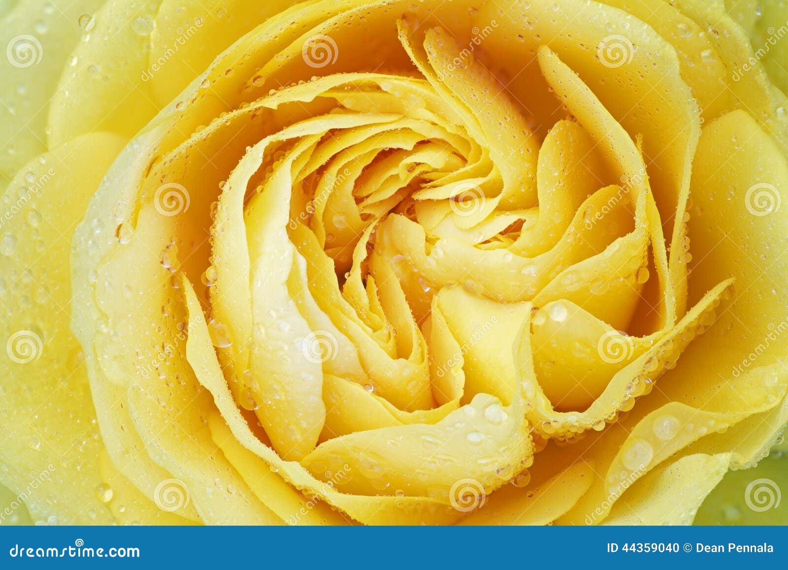 Yellow Rose with Raindrops stock photo. Image of natural - 44359040