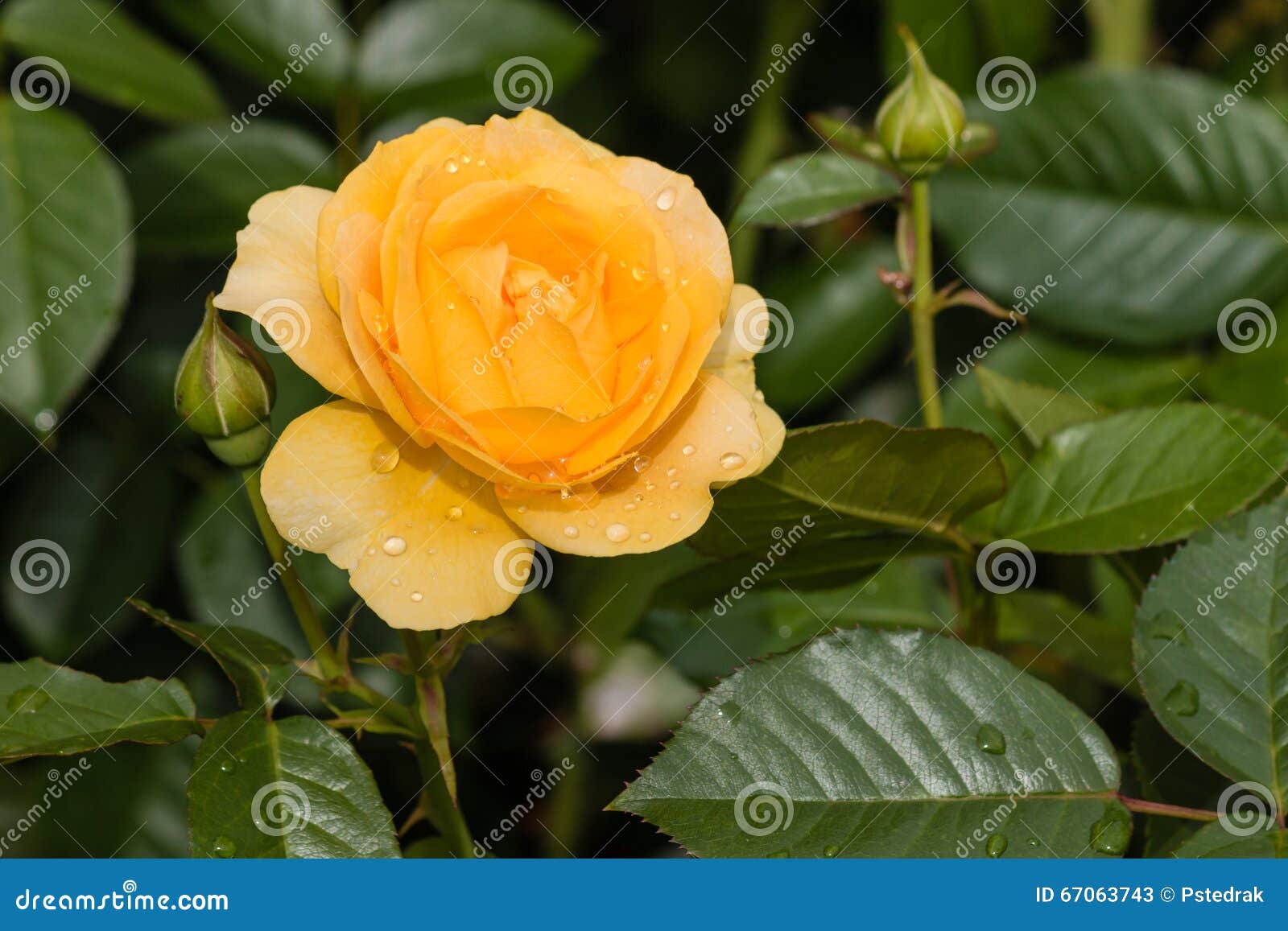 Yellow rose with raindrops stock image. Image of rose - 67063743