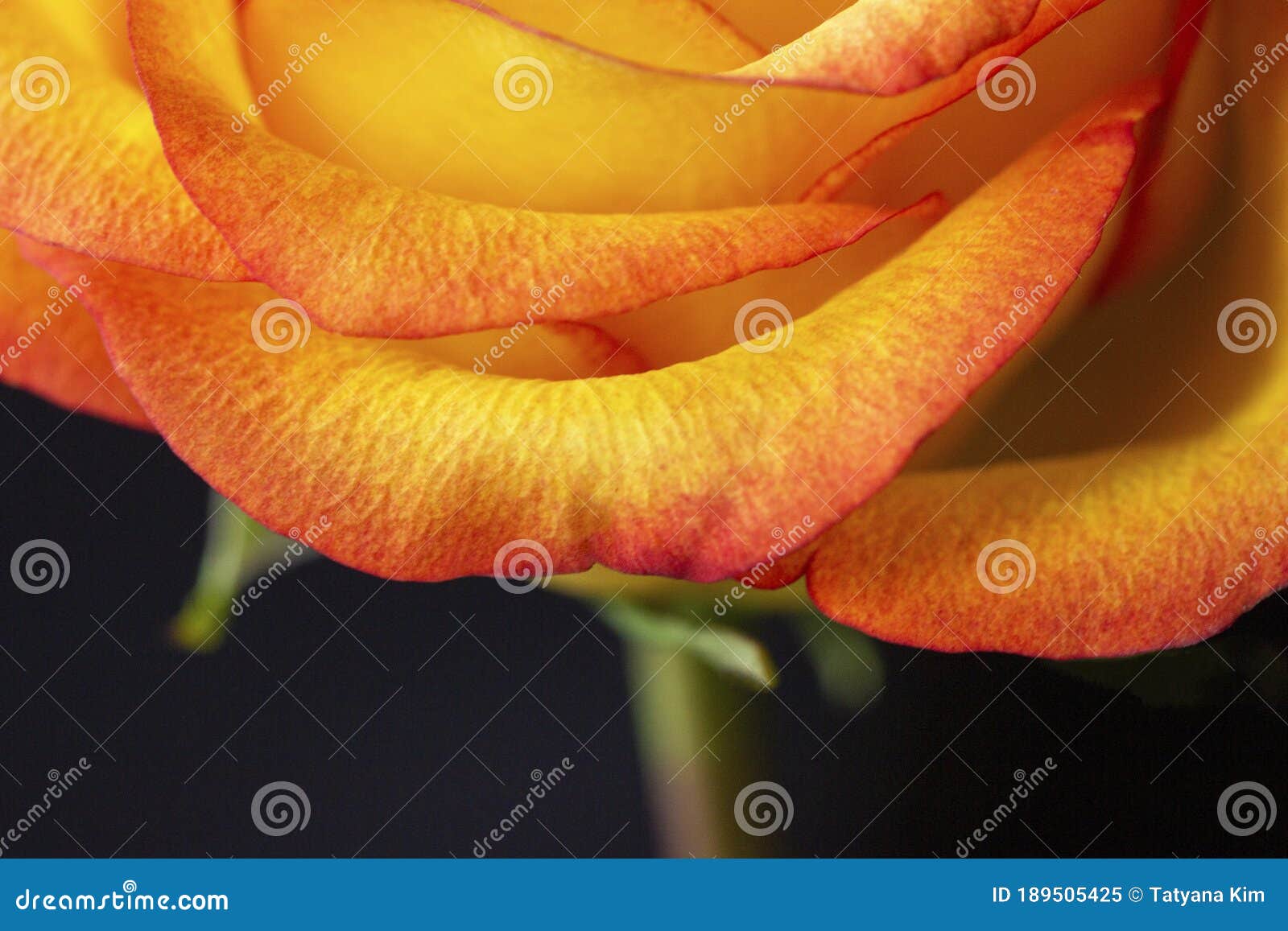 Yellow Rose with Red Edges. Isolated, Macro Background Stock Image ...