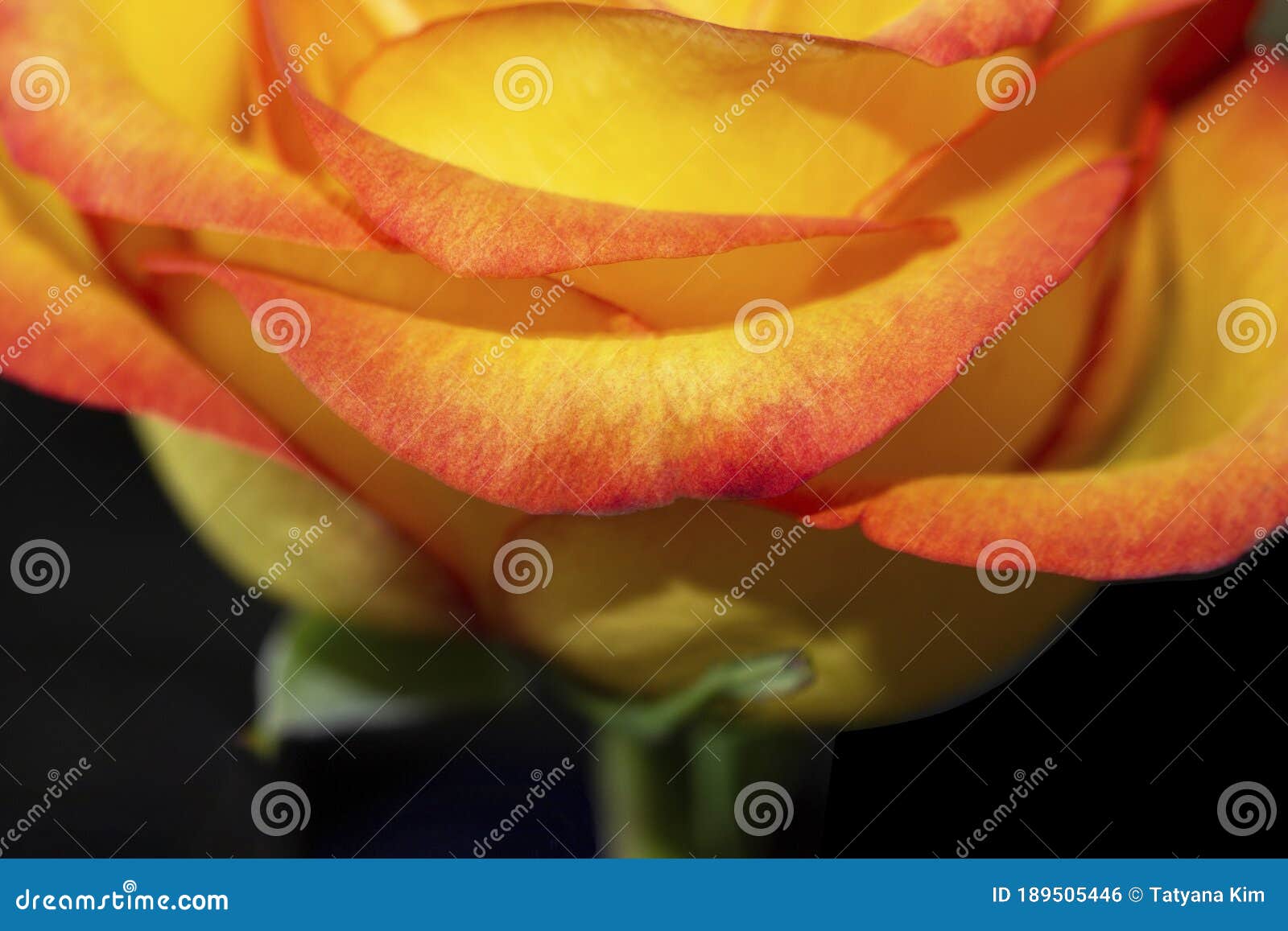 Yellow Rose with Red Edges. Isolated, Macro Background Stock Photo ...