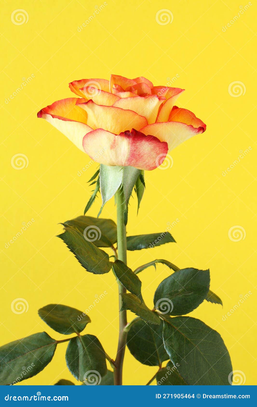 Yellow Rose with Red Edges of Petals Isolated on Yellow Background ...