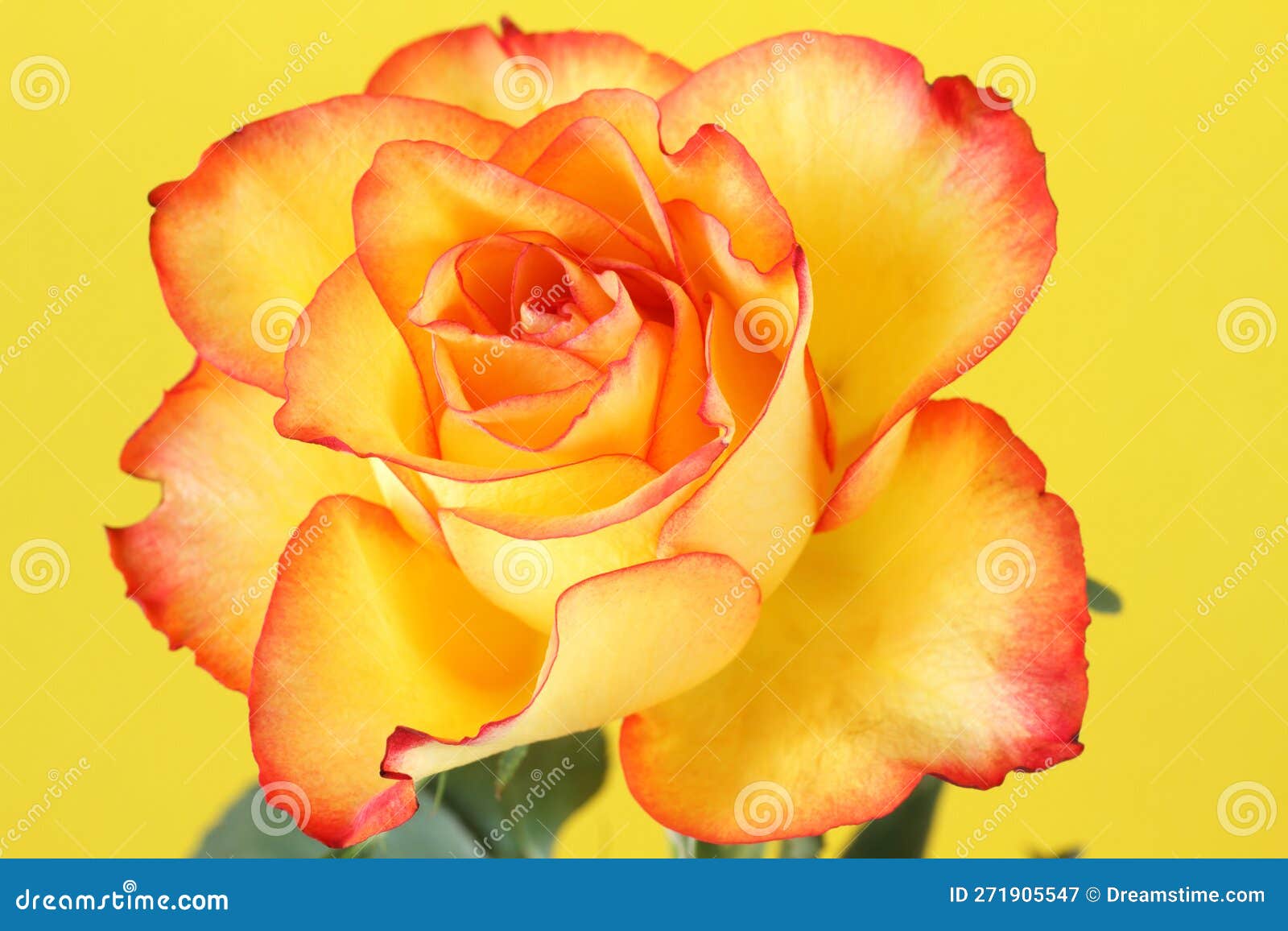 Yellow Rose with Red Edges of Petals Isolated on Yellow Background ...