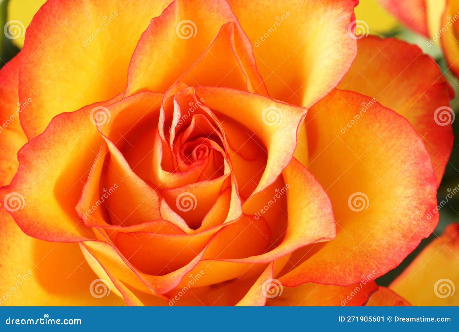 Yellow Rose with Red Edges of Petals Isolated on Yellow Background ...