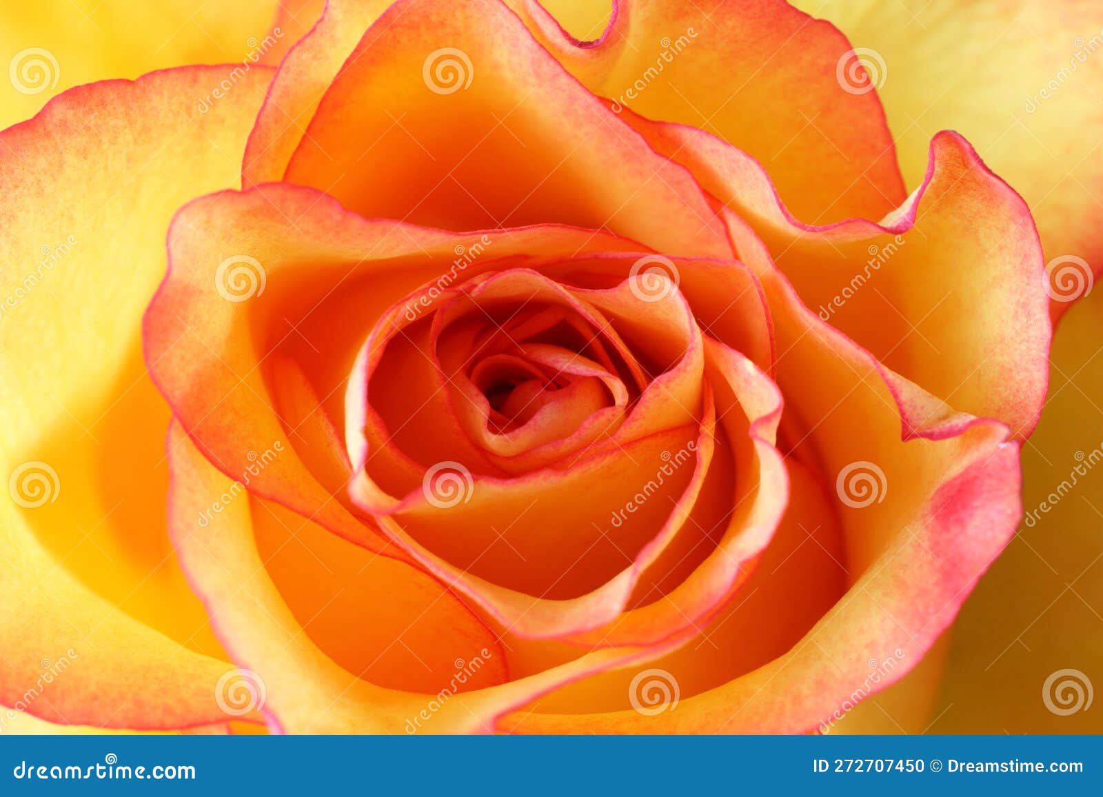 Yellow Rose with Red Edges of Petals Isolated on Yellow Background ...
