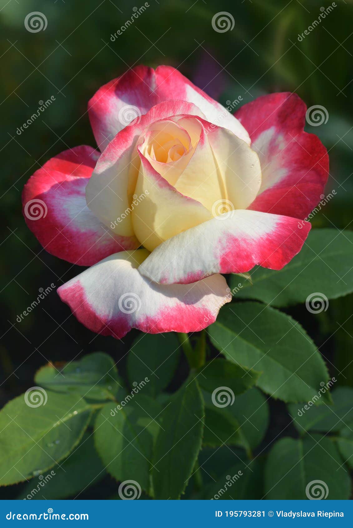 Yellow Rose with Red Tips of Petals Stock Image - Image of design, gift ...