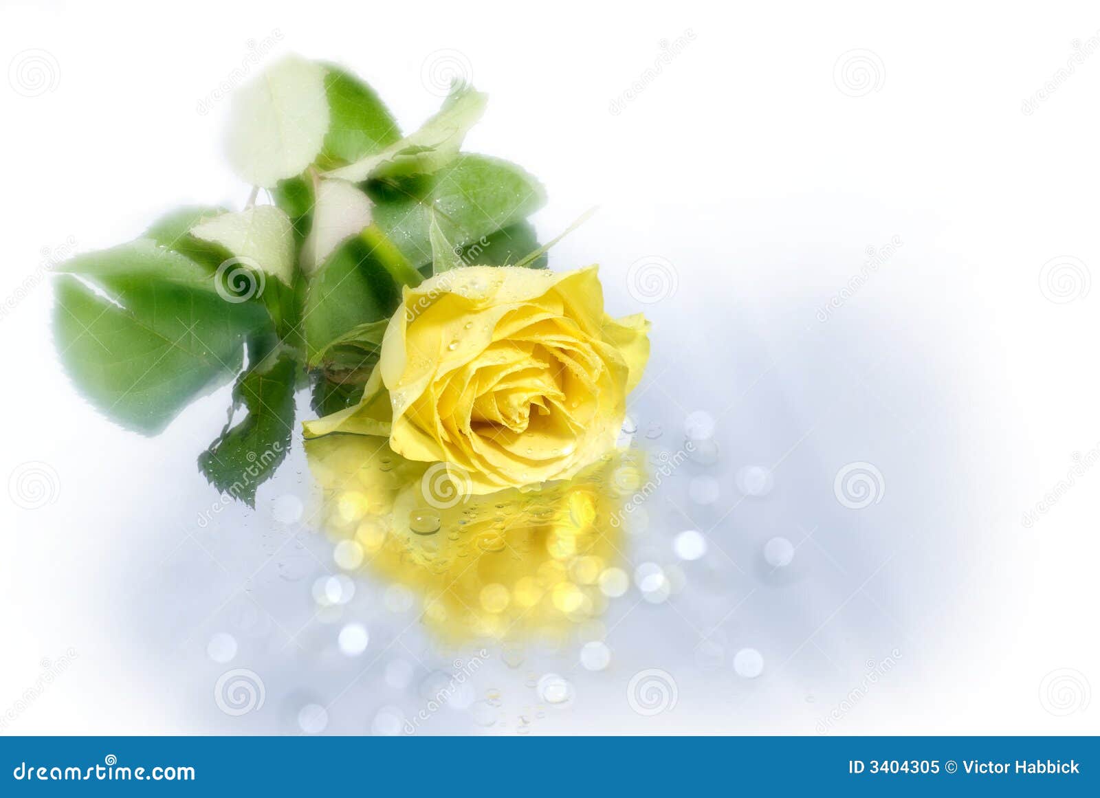 Yellow rose and reflection stock image. Image of yellow - 3404305