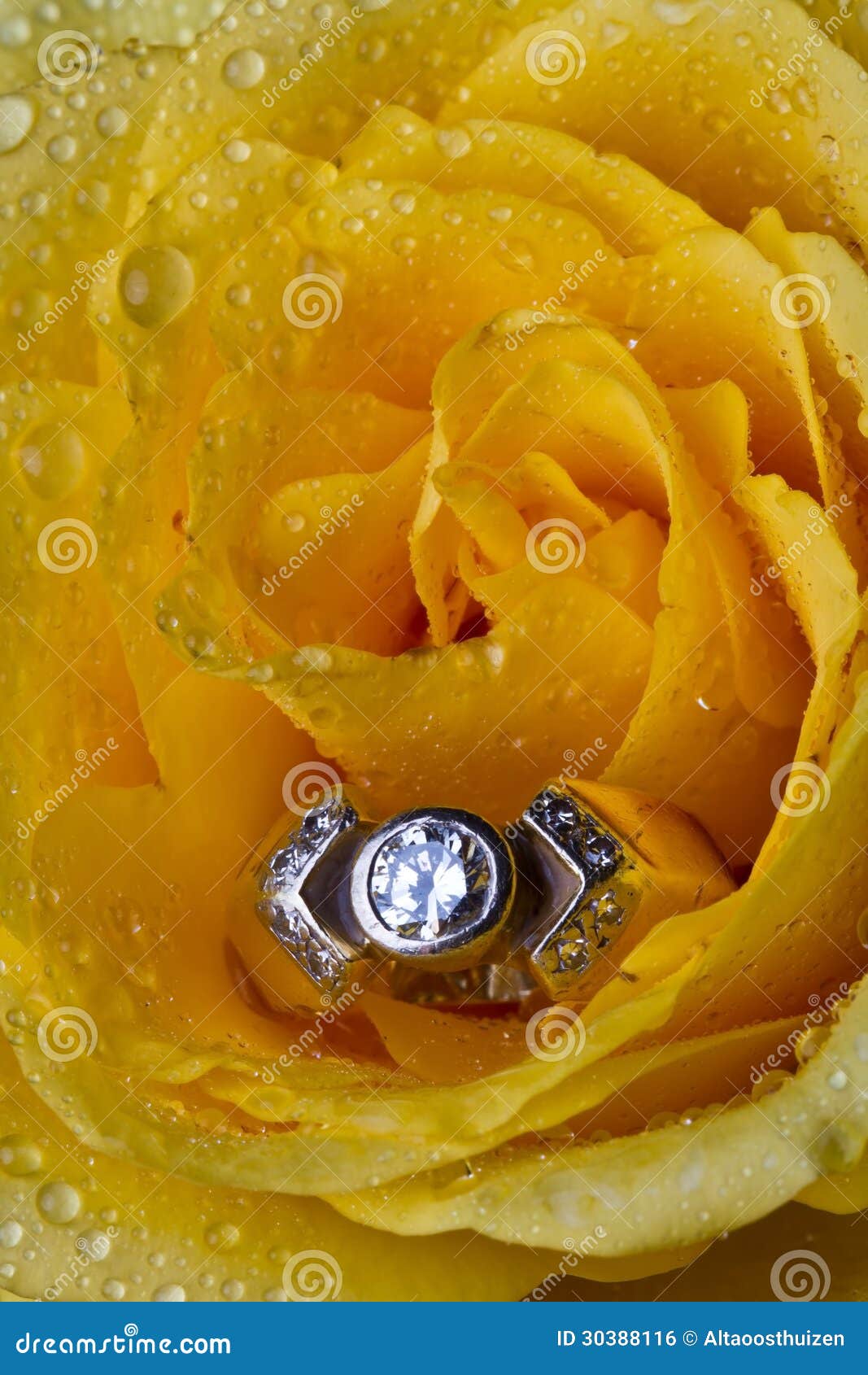 Yellow rose with ring stock photo. Image of love, beautiful - 30388116