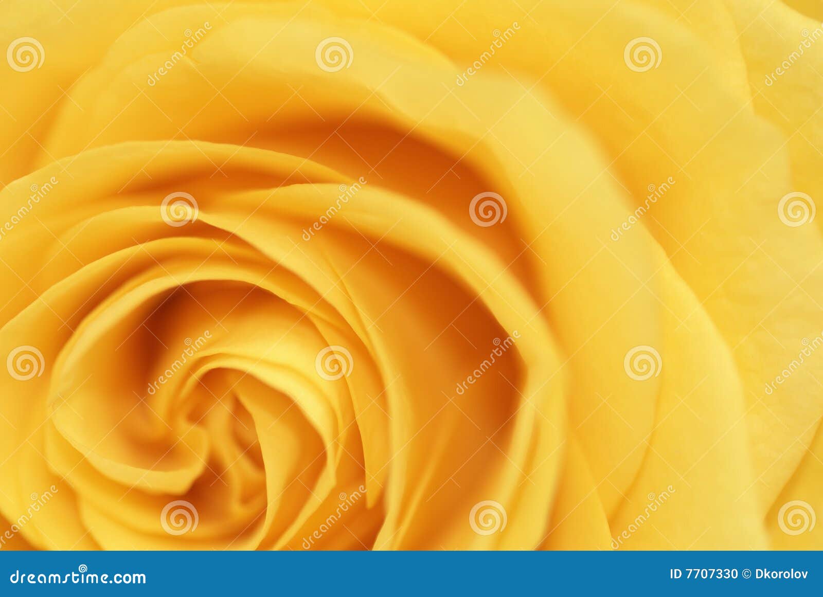 Yellow Rose Romantic Background Stock Photo - Image of vibrant, flower ...