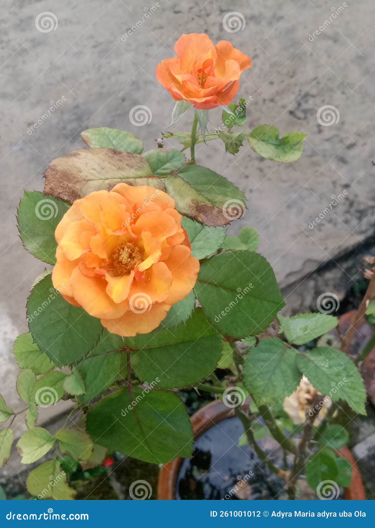 Yellow Rose from Sabah, Malaysia Stock Photo - Image of malaysia ...