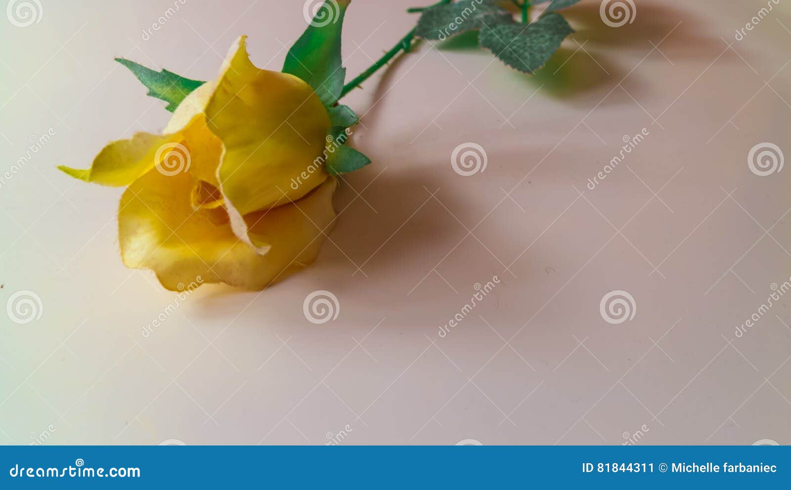 Yellow rose stock image. Image of rose, single, lying - 81844311