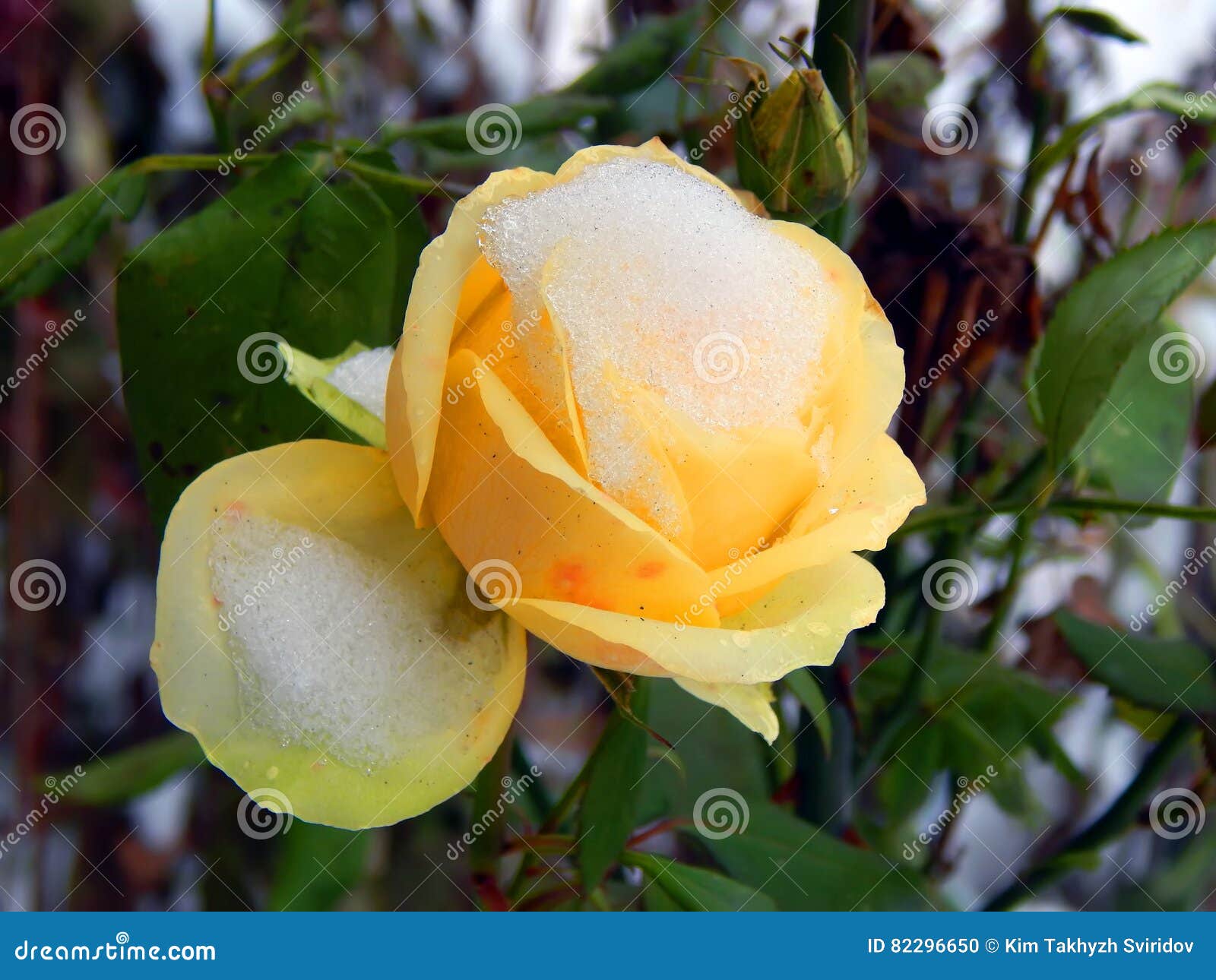 Yellow rose in the snow stock photo. Image of garden - 82296650