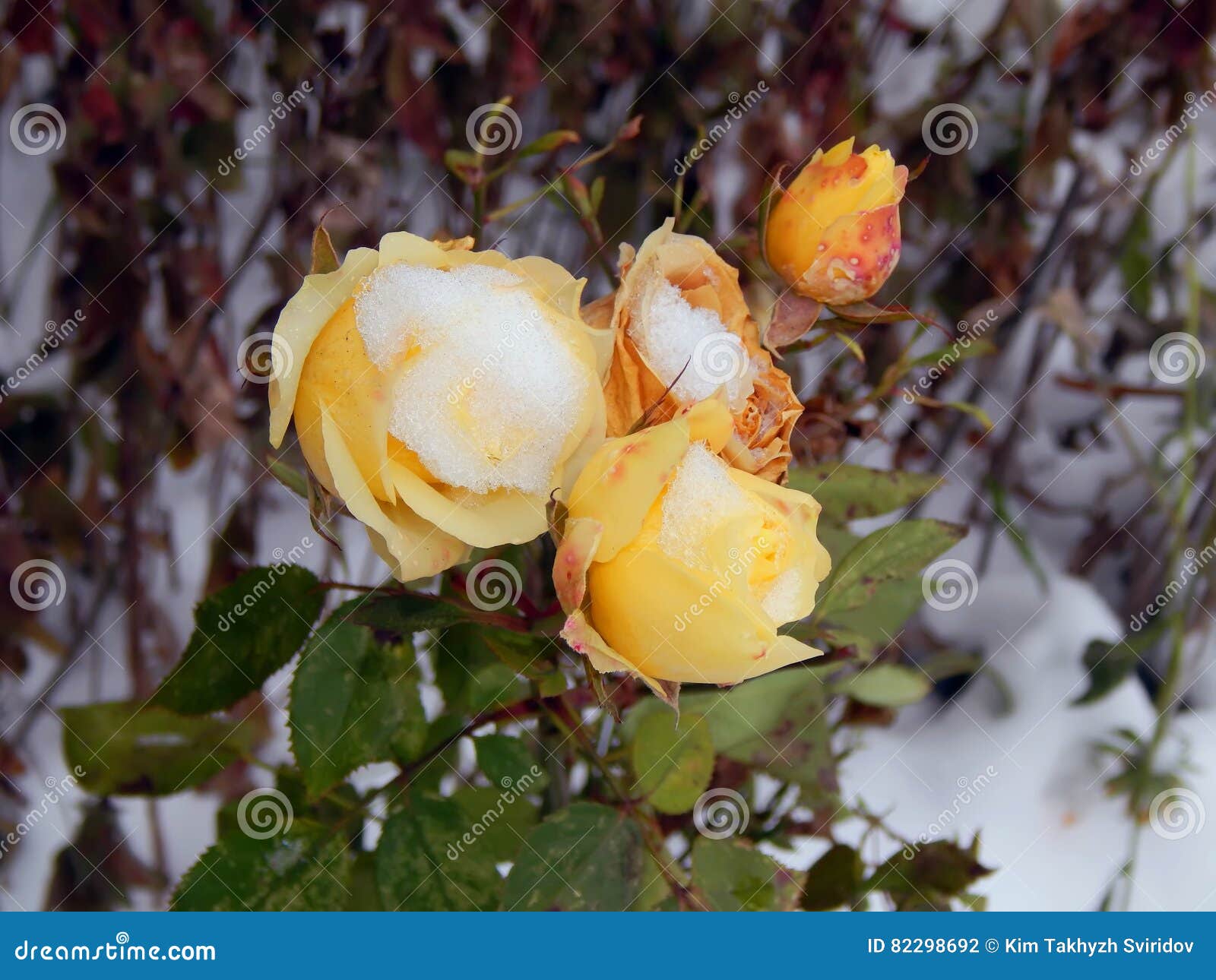 Yellow rose in the snow stock photo. Image of love, closeup - 82298692