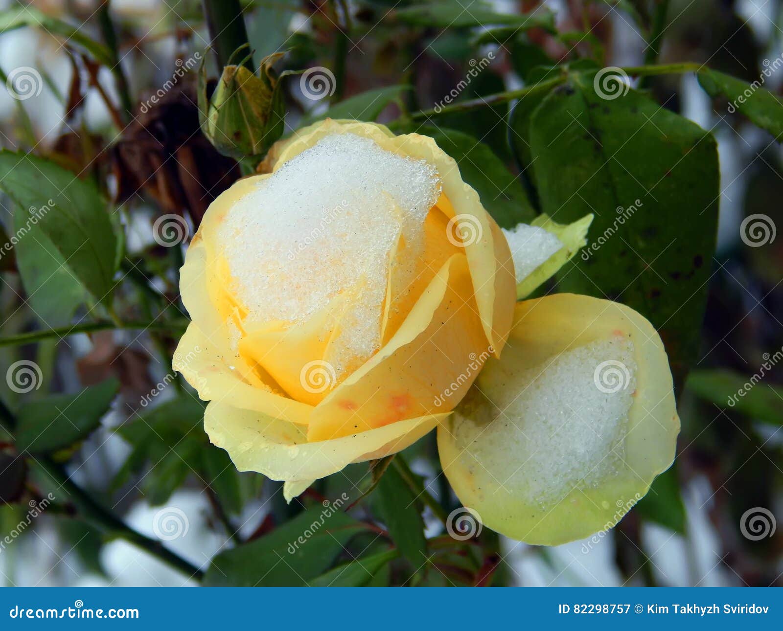 Yellow rose in the snow stock image. Image of hoarfrost - 82298757