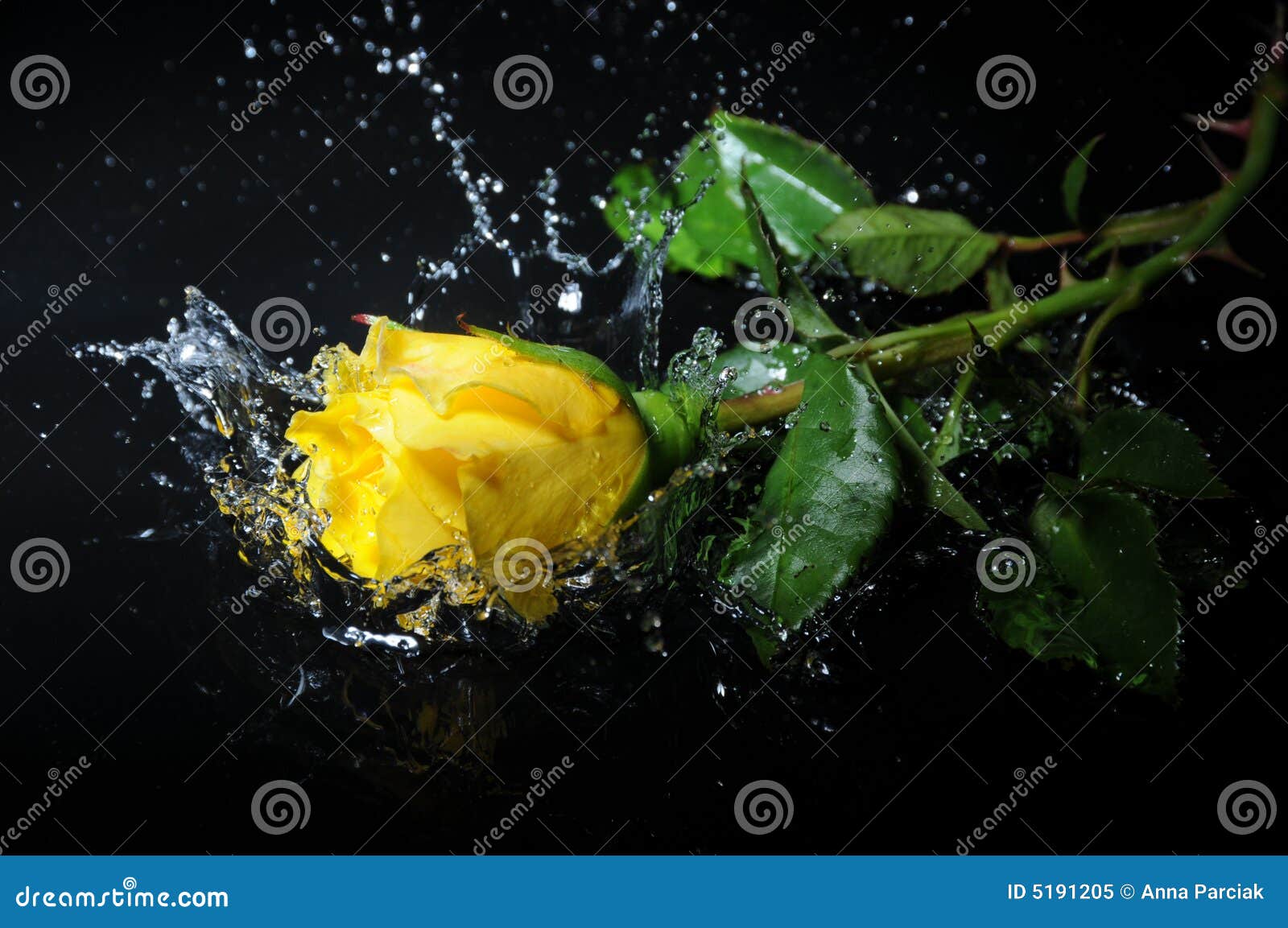 Yellow rose splash stock image. Image of closeup, gift - 5191205