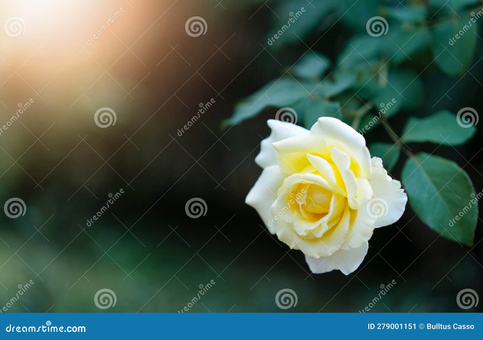 Yellow Rose with Sun Light at Garden Stock Image - Image of valentine ...