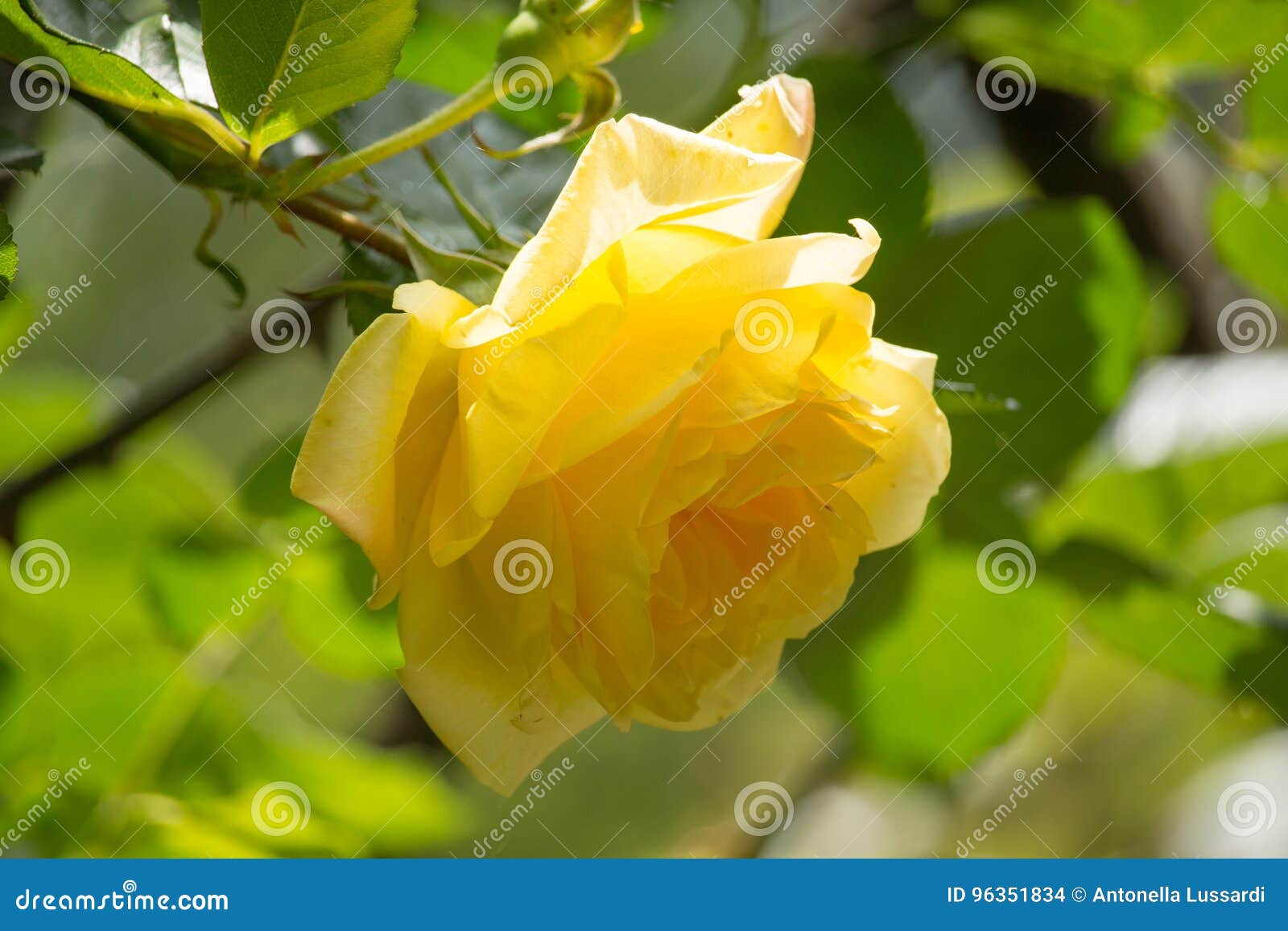 Yellow Rose stock photo. Image of natural, love, green - 96351834