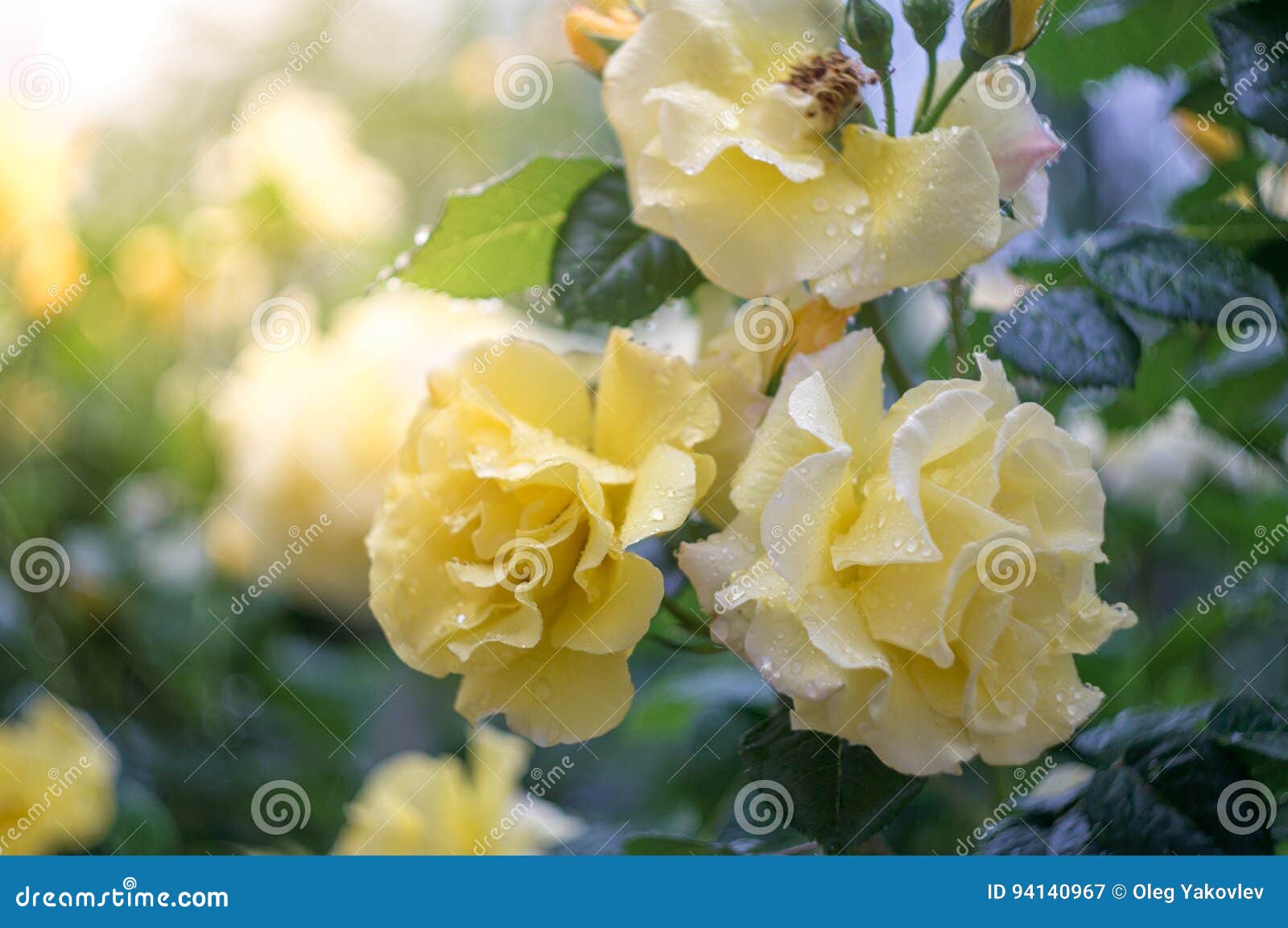 Yellow Rose with Sunshine after Rain Stock Image - Image of fresh, love ...
