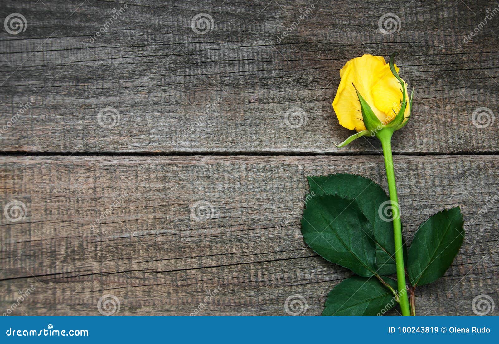 Yellow rose on a table stock image. Image of romantic - 100243819