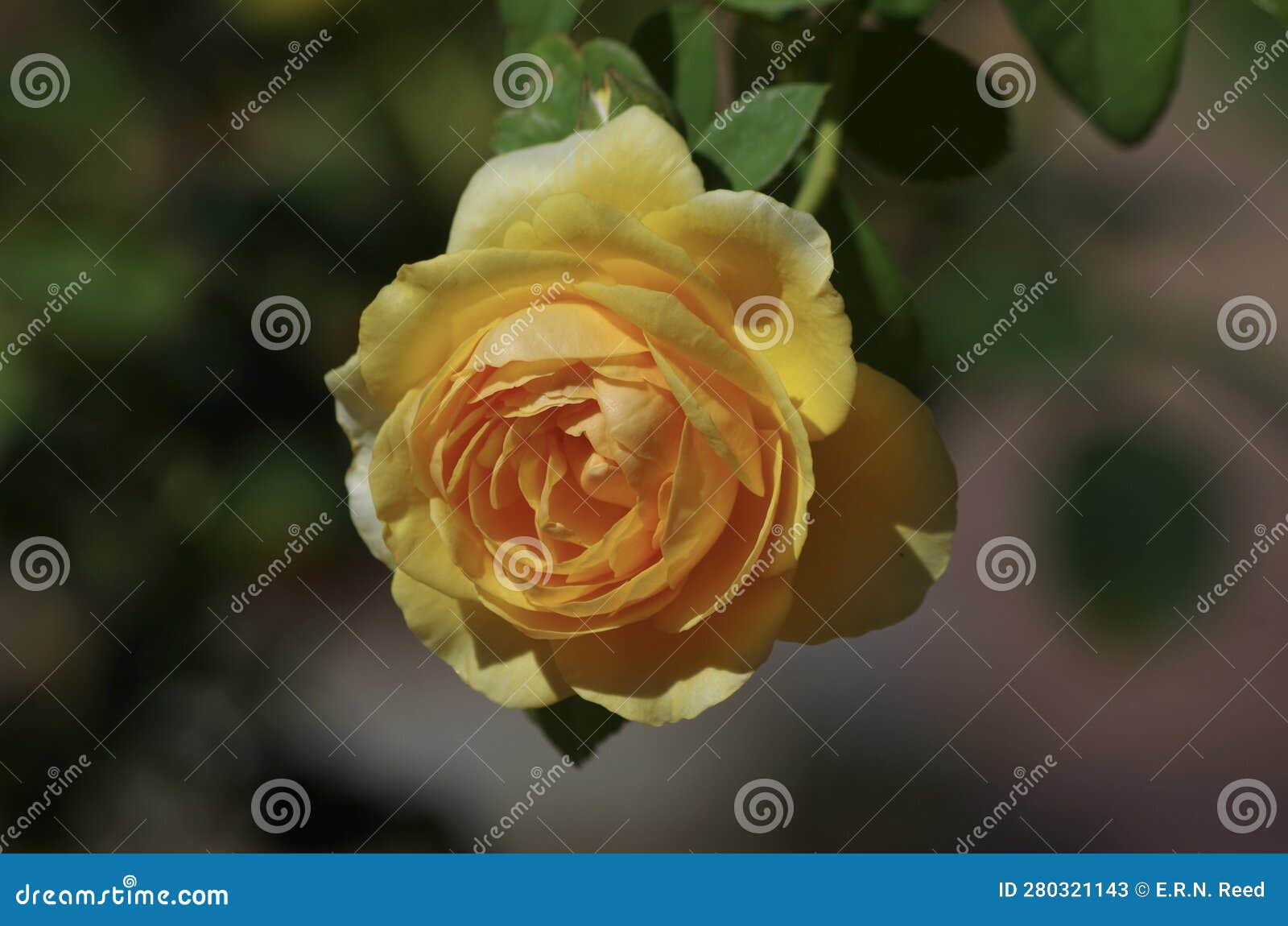 Yellow Rose in Texas Garden Stock Image - Image of garden, sunlight ...