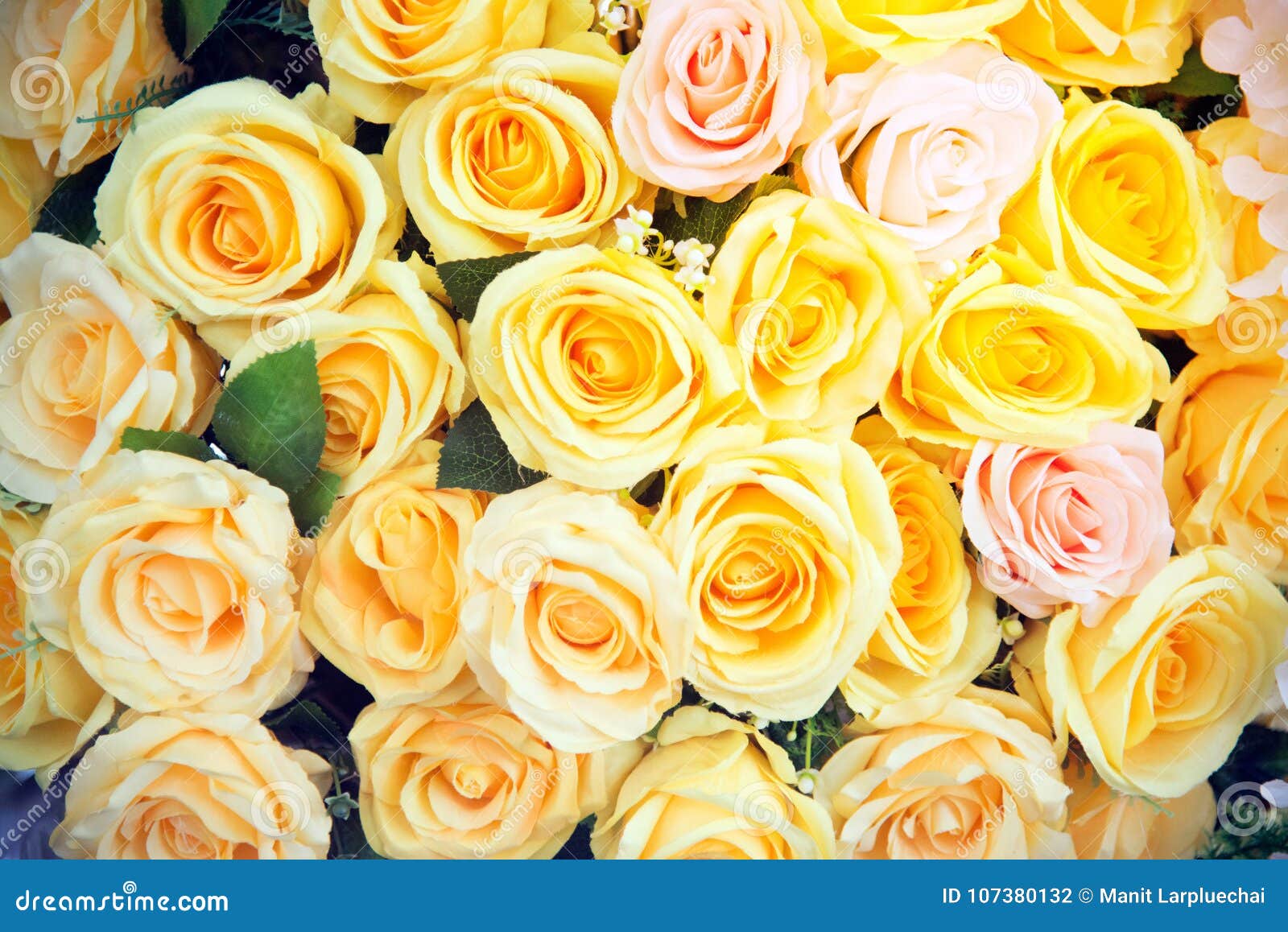 Yellow Rose Texture and Background. Stock Photo - Image of garden ...
