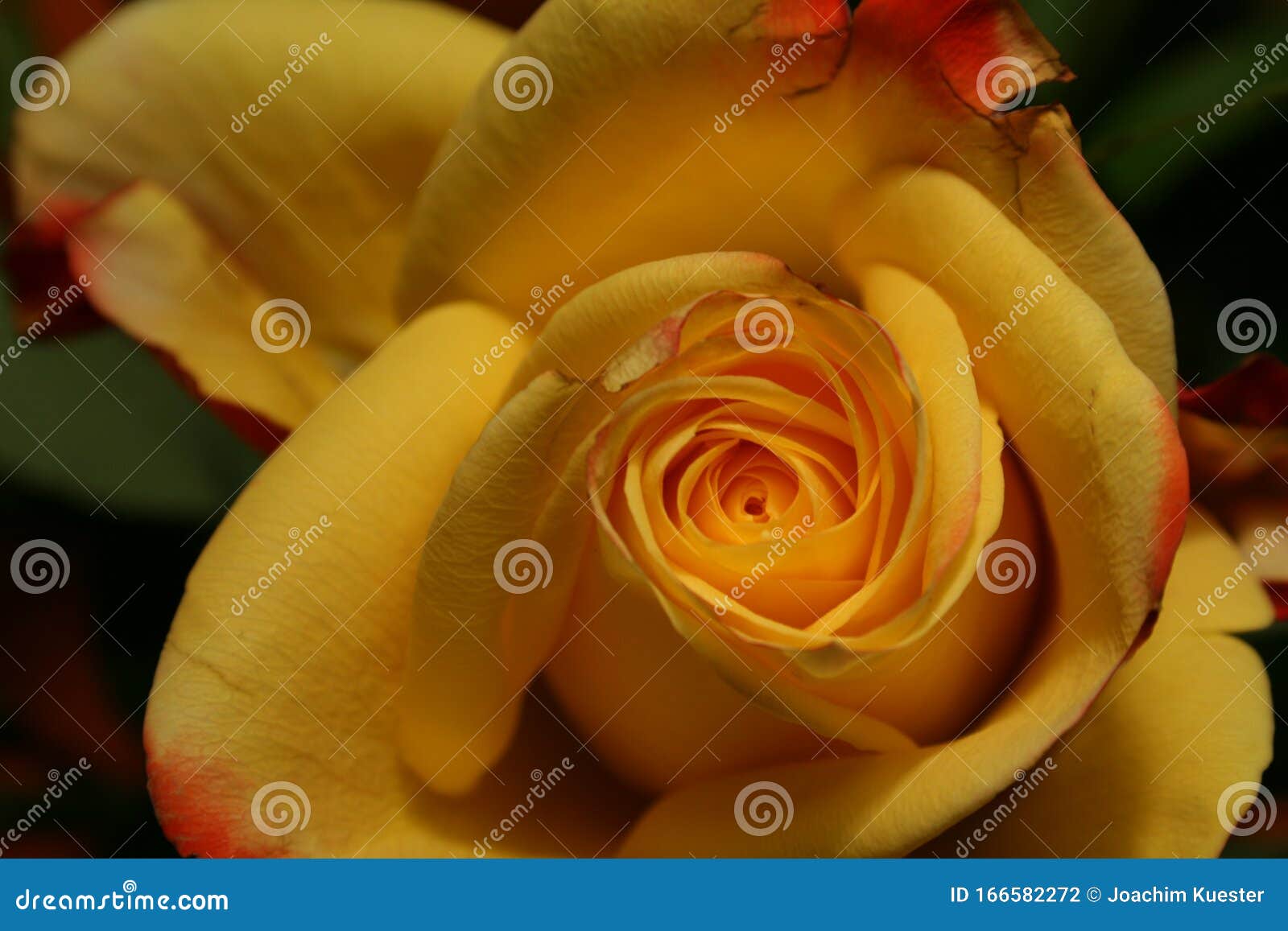 A yellow rose in top view stock photo. Image of gift - 166582272
