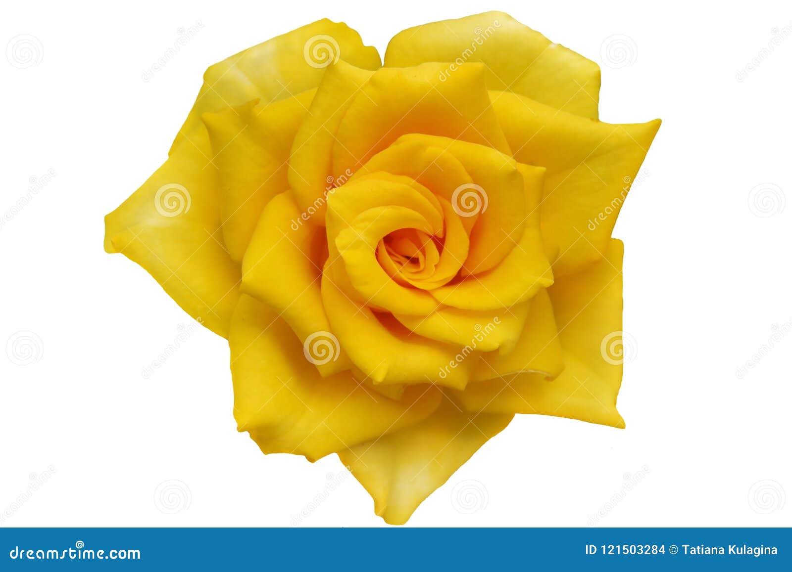 Yellow Rose Flower Png