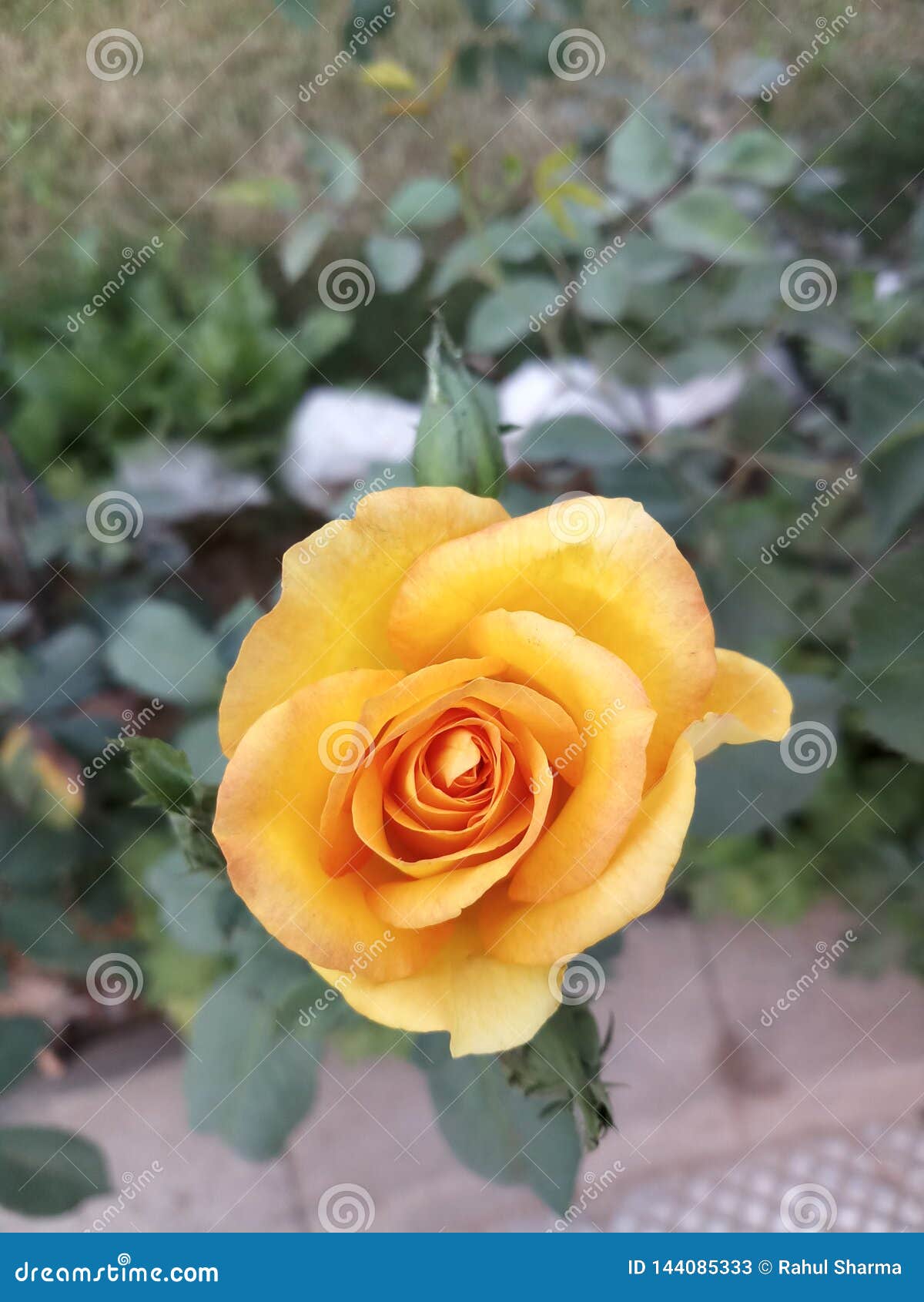 Yellow rose stock image. Image of yellow, rose, garden - 144085333