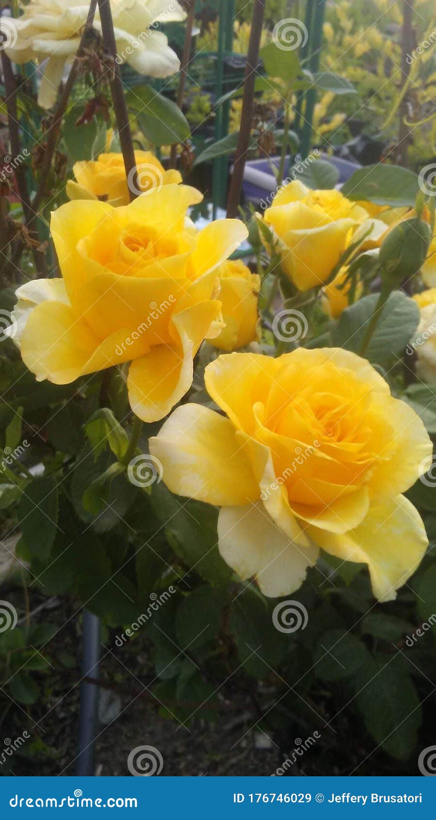 Yellow rose of Trinity stock image. Image of flower - 176746029