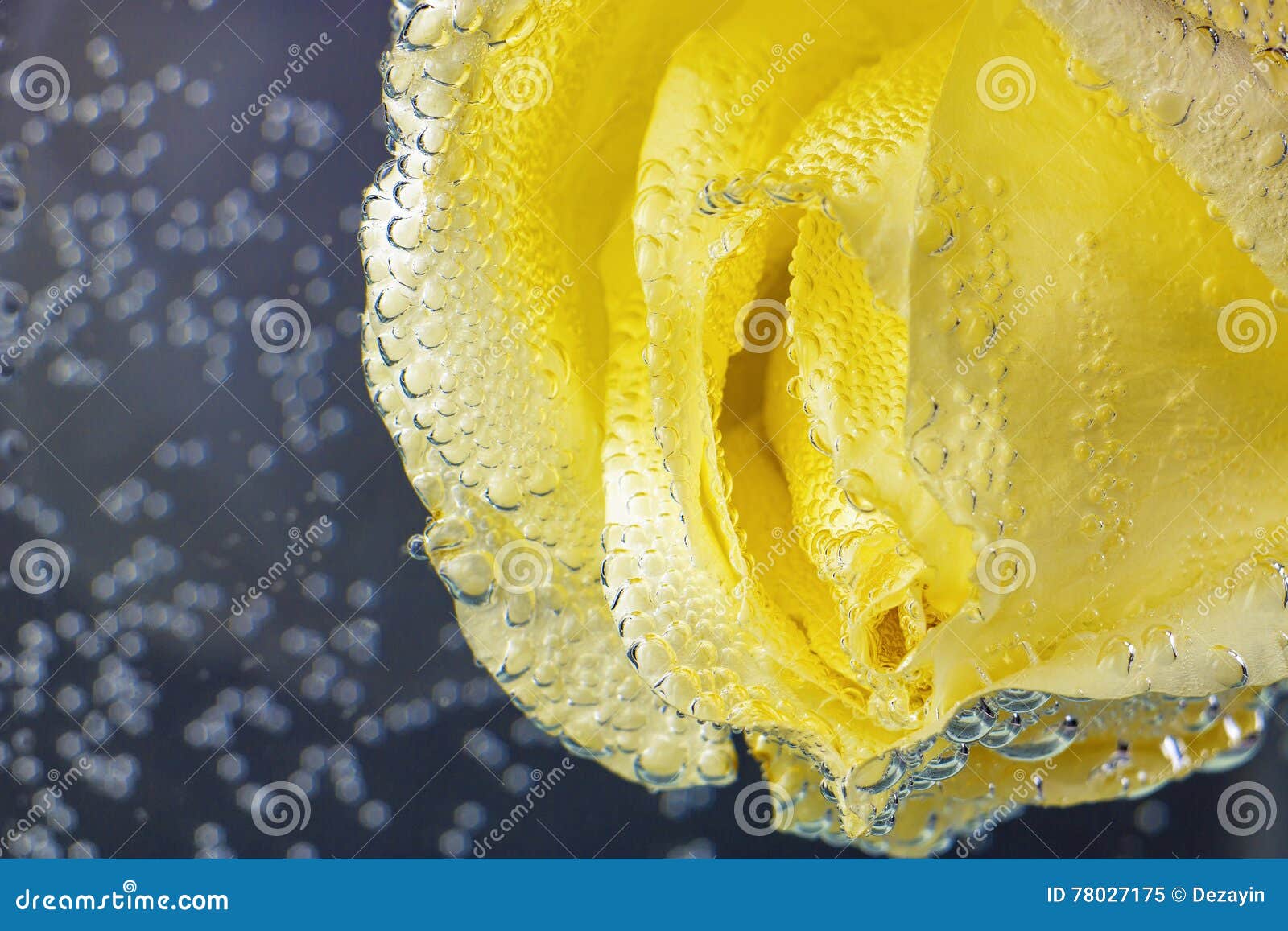 Yellow rose under water stock image. Image of beautiful - 78027175
