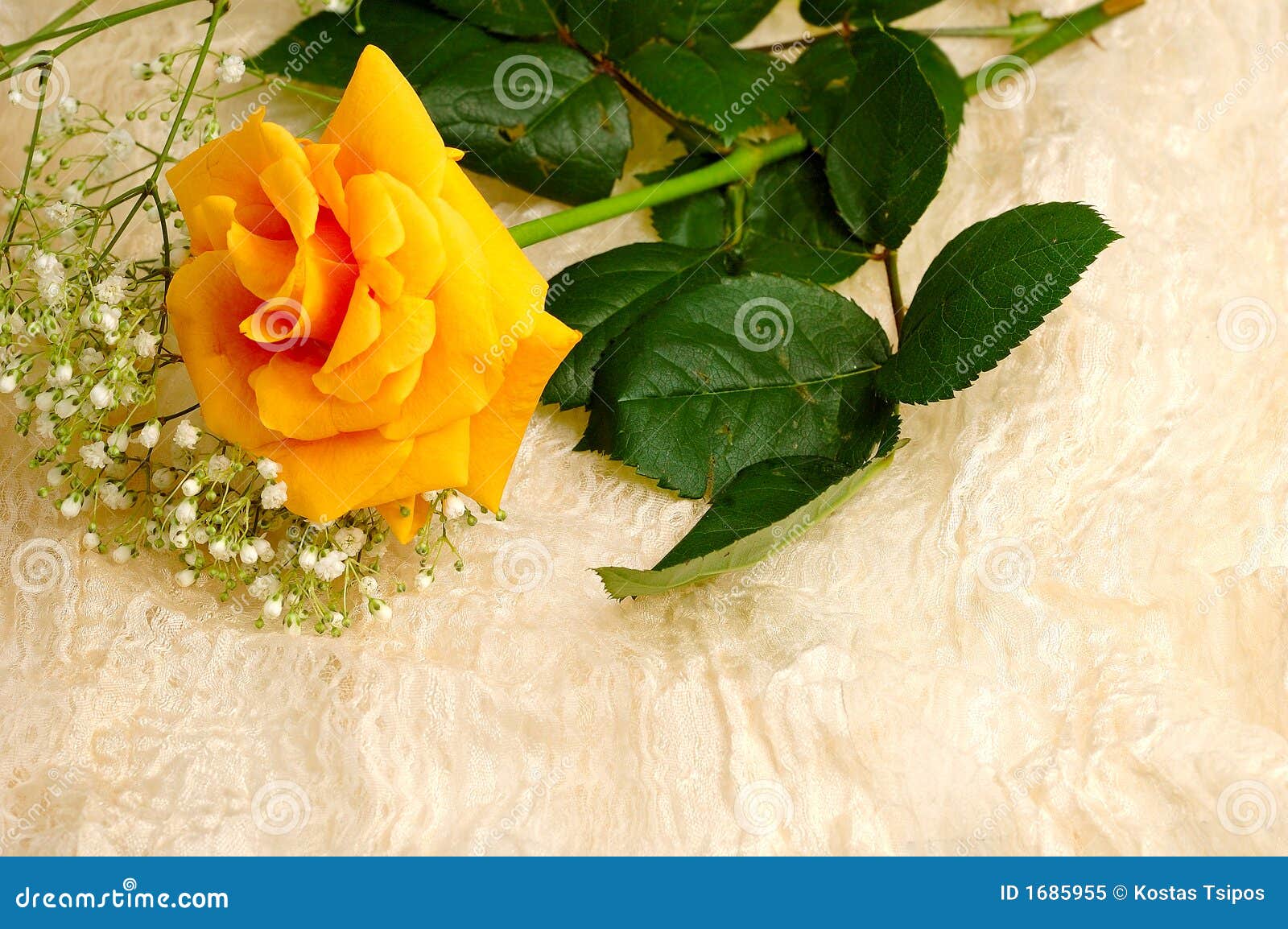 A Yellow Rose and Vintage Silk Background Stock Image - Image of pretty ...