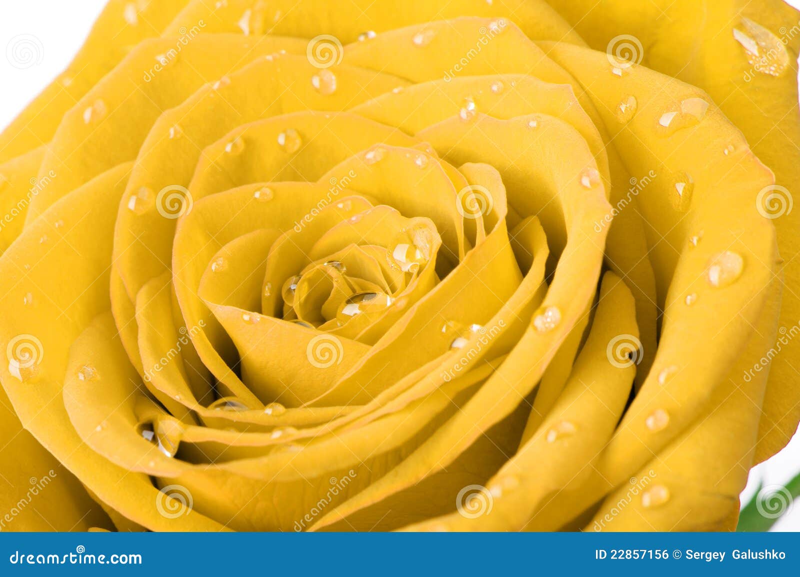 Yellow Rose with Water Drops Stock Photo - Image of grow, moisture ...