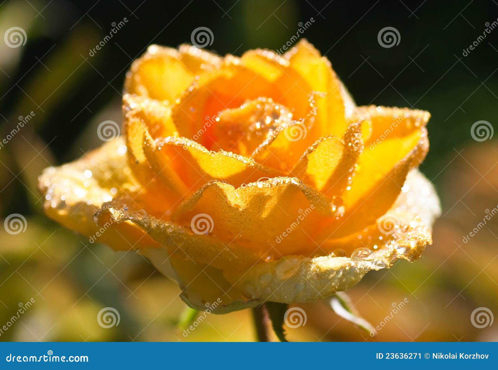 Yellow Rose With Water Drops Stock Image - Image of single, marriage ...