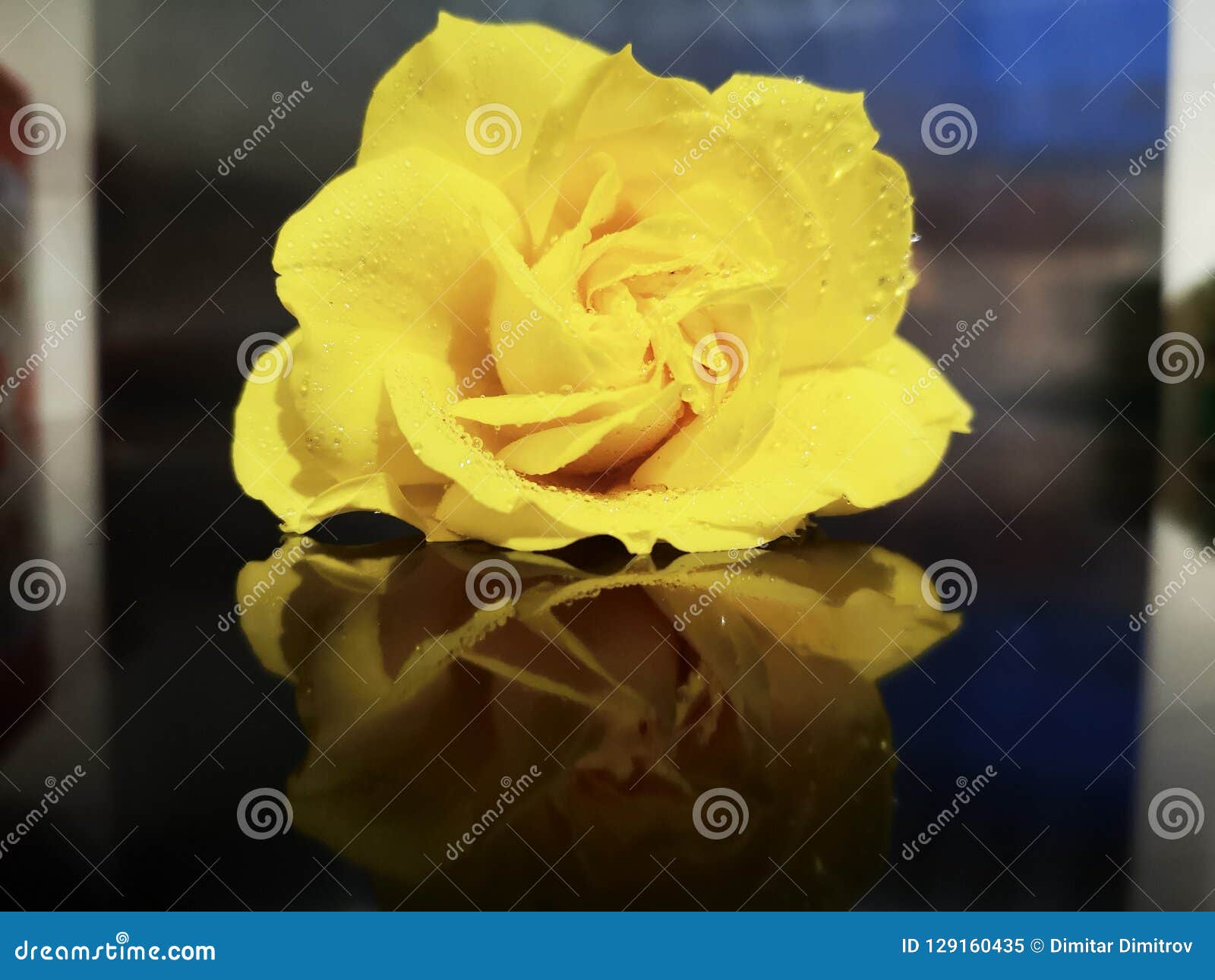 Yellow rose stock image. Image of water, yellow, rose - 129160435