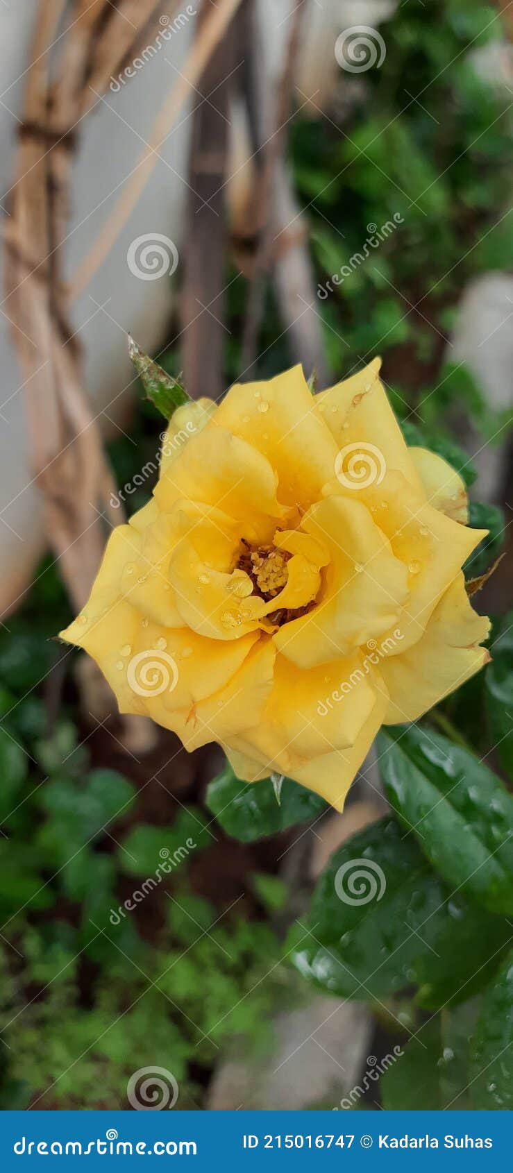 Yellow Rose with Water Drops Stock Image - Image of drops, nature ...