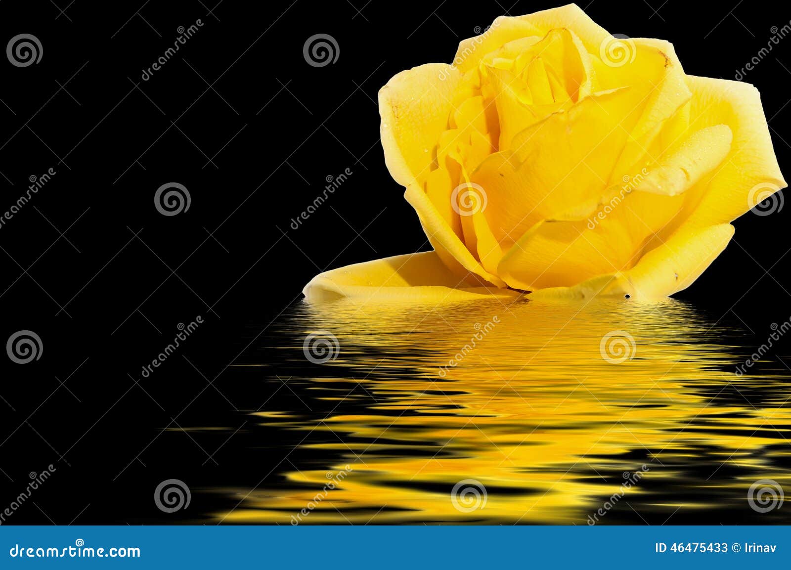 Yellow Rose Water Reflection Black Stock Image - Image of postcard ...