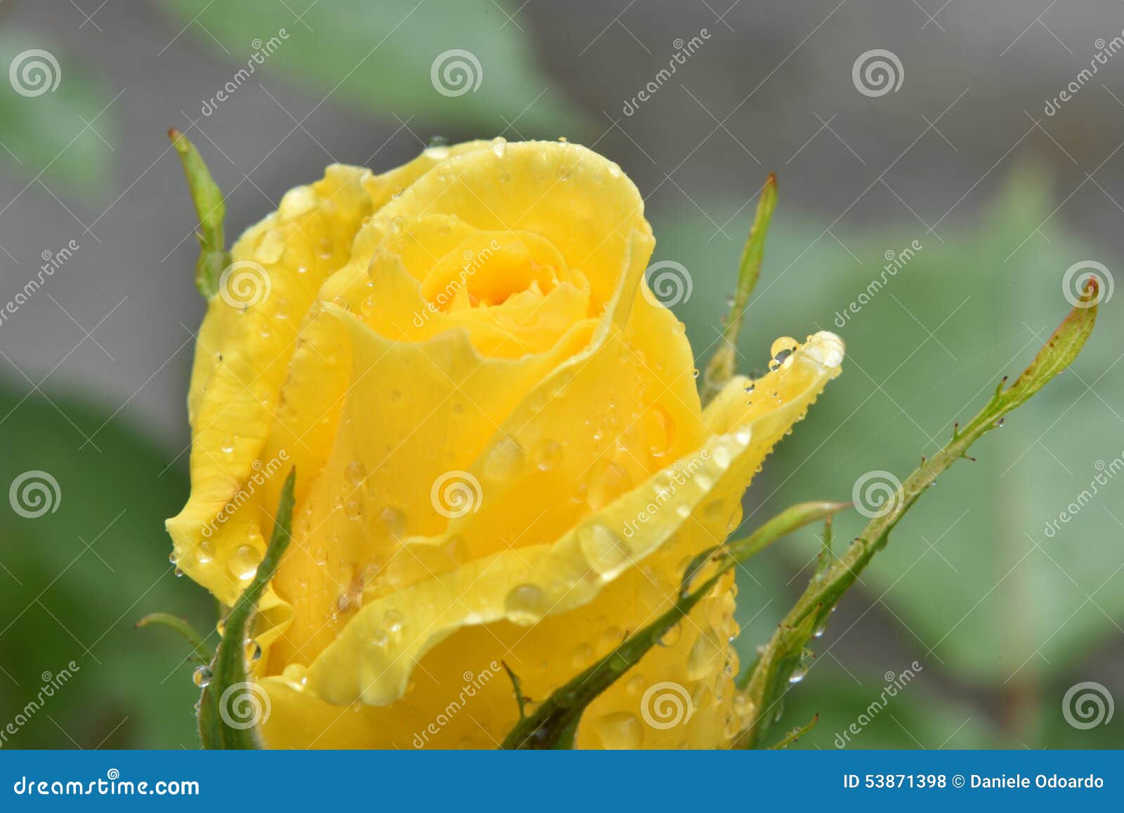 Yellow rose stock photo. Image of spring, branch, green - 53871398