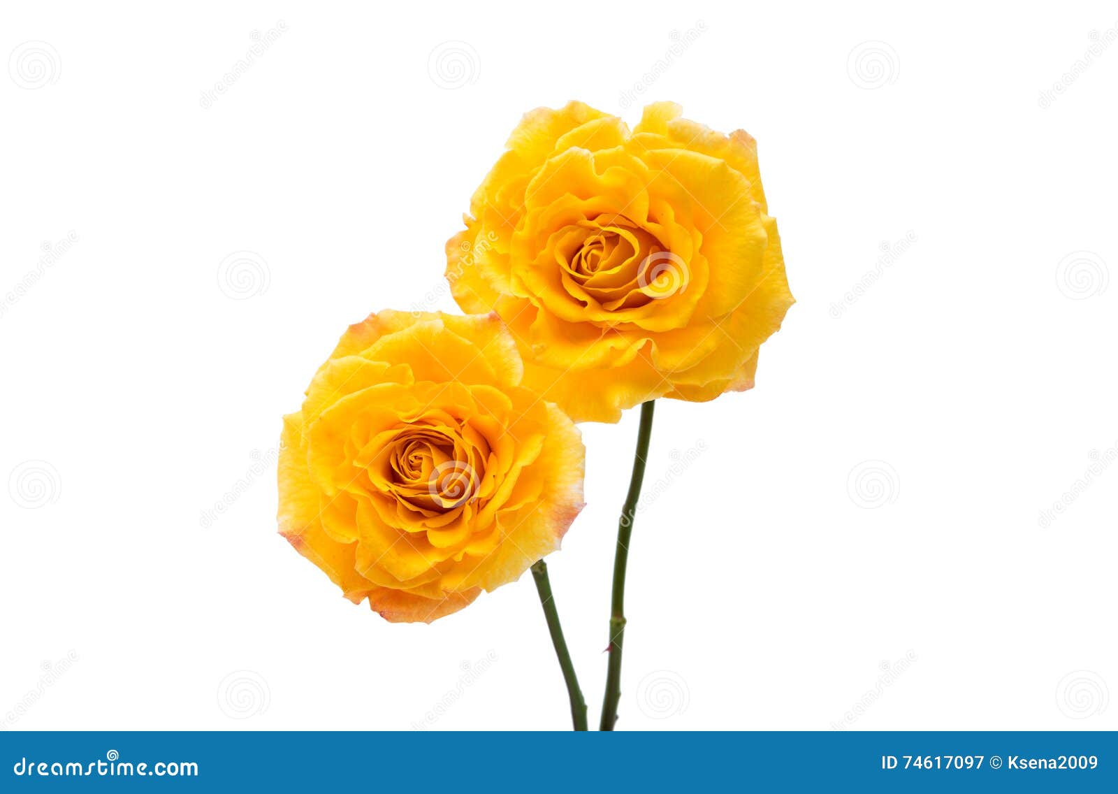 Yellow rose stock image. Image of petal, beautiful, rose - 74617097