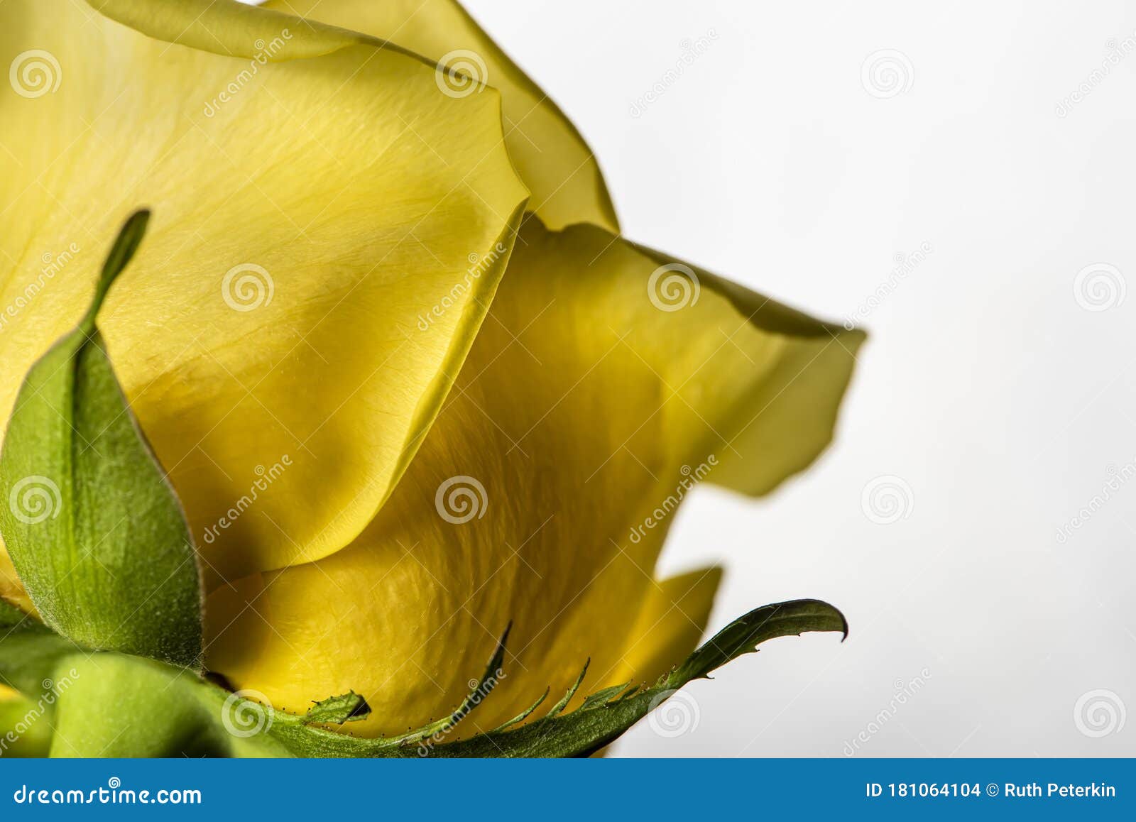 Yellow Rose on White Background Stock Photo - Image of detail, rosebud ...