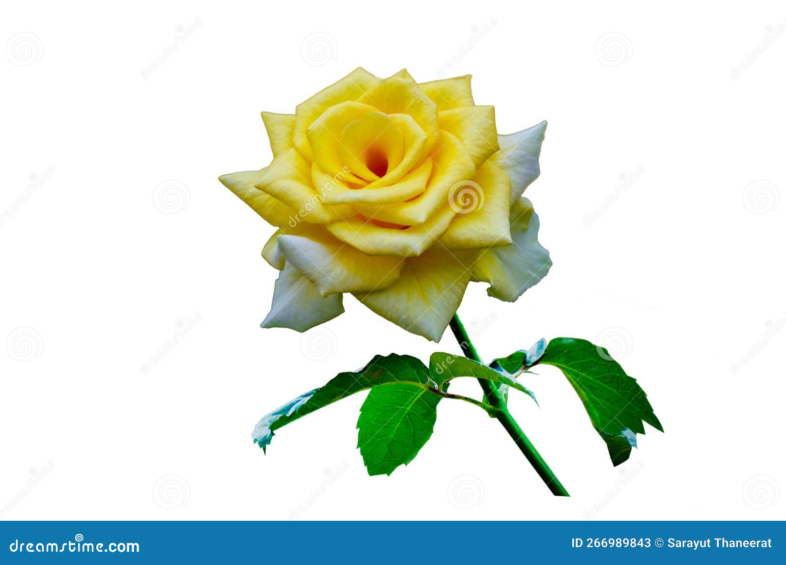 Yellow Rose White Background, Isolate Stock Image - Image of color ...