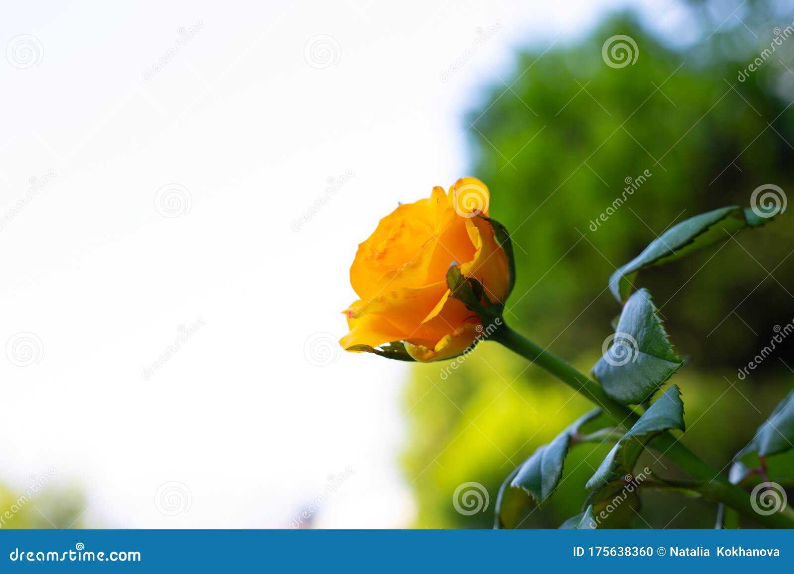 Yellow Rose on a White Background Stock Photo - Image of plant, leaves ...