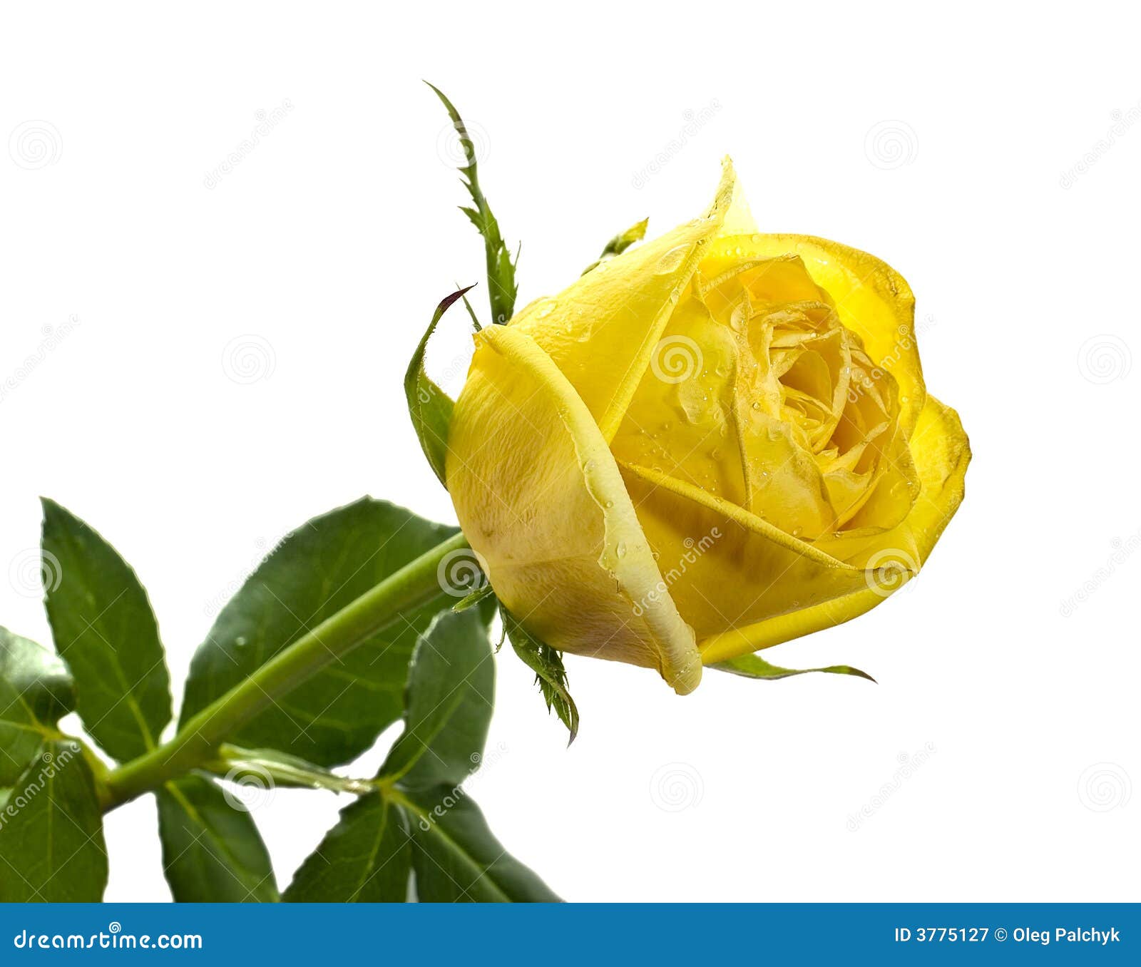 Yellow Rose on White Isolated Background Stock Image - Image of single ...
