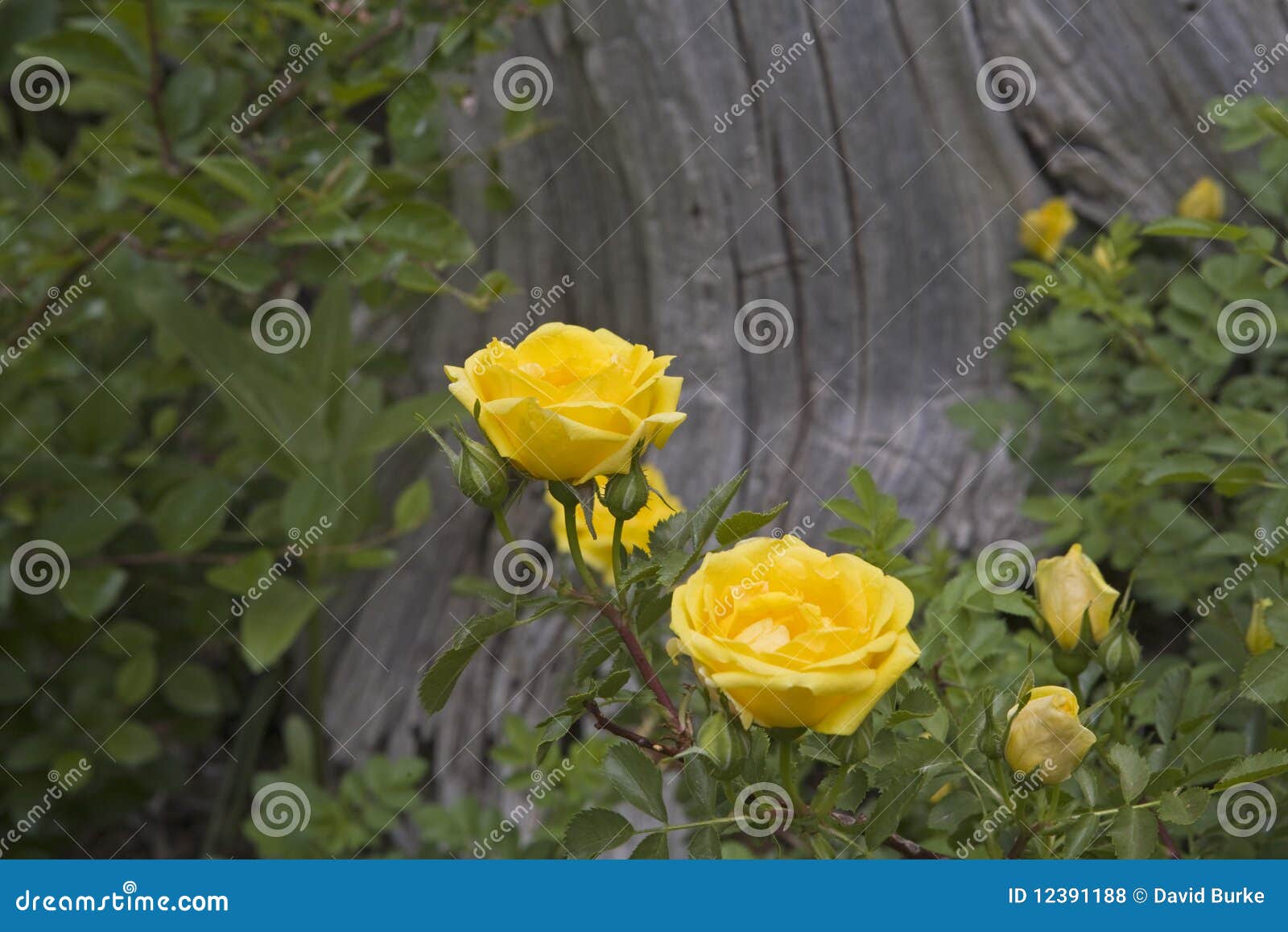 Yellow rose wildflower stock photo. Image of leaves, hips - 12391188