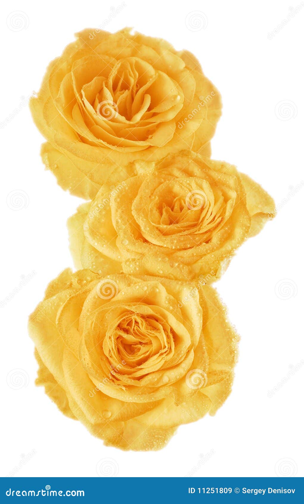 Yellow rosebud stock image. Image of closeup, nice, bright - 11251809