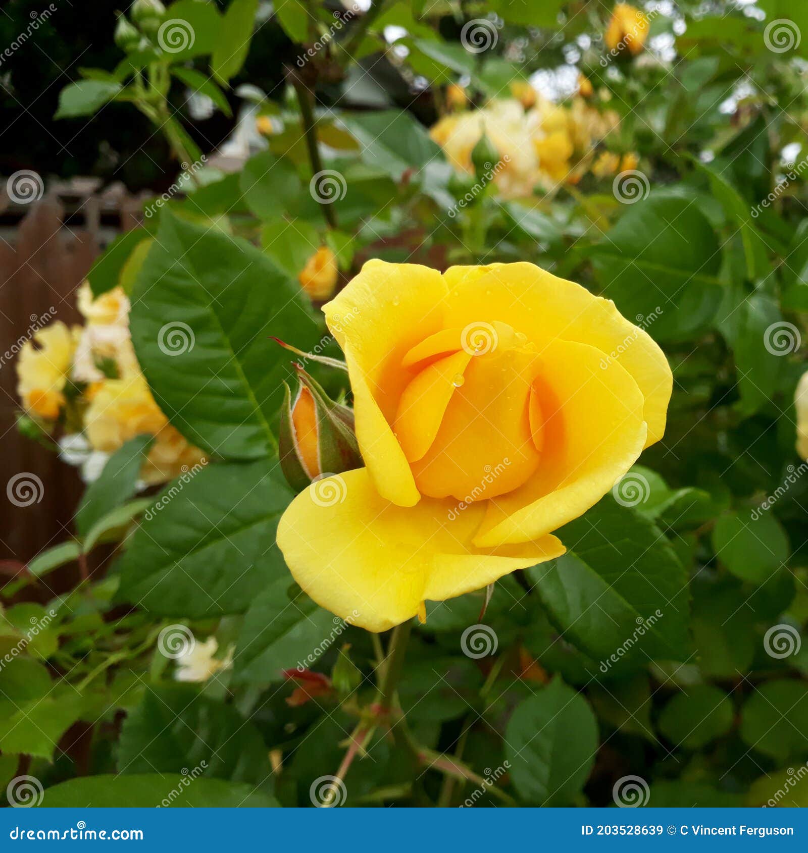 Yellow Rosebud Flower of Texas Stock Image - Image of rosebud, flower ...