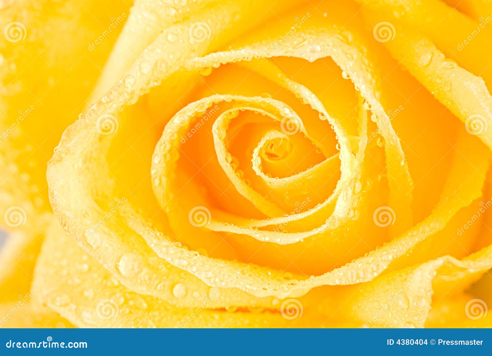 Yellow rosebud stock photo. Image of holiday, background - 4380404
