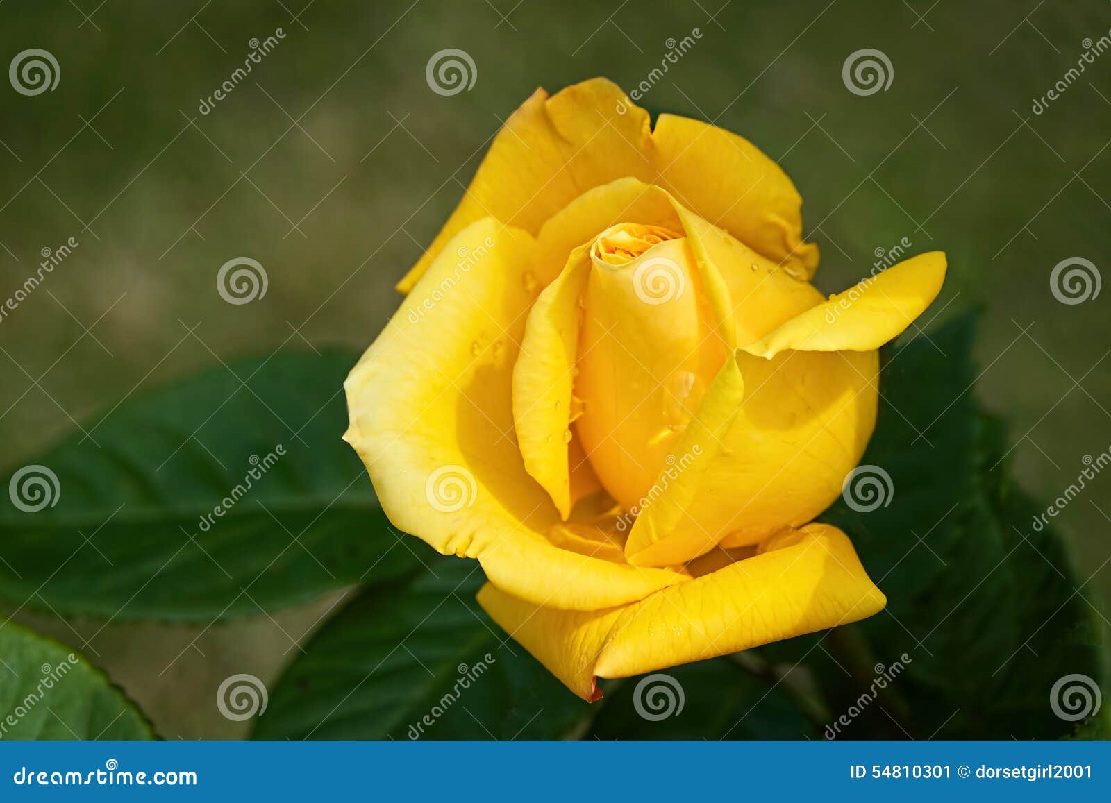 Yellow Rosebud stock image. Image of may2015, flower - 54810301