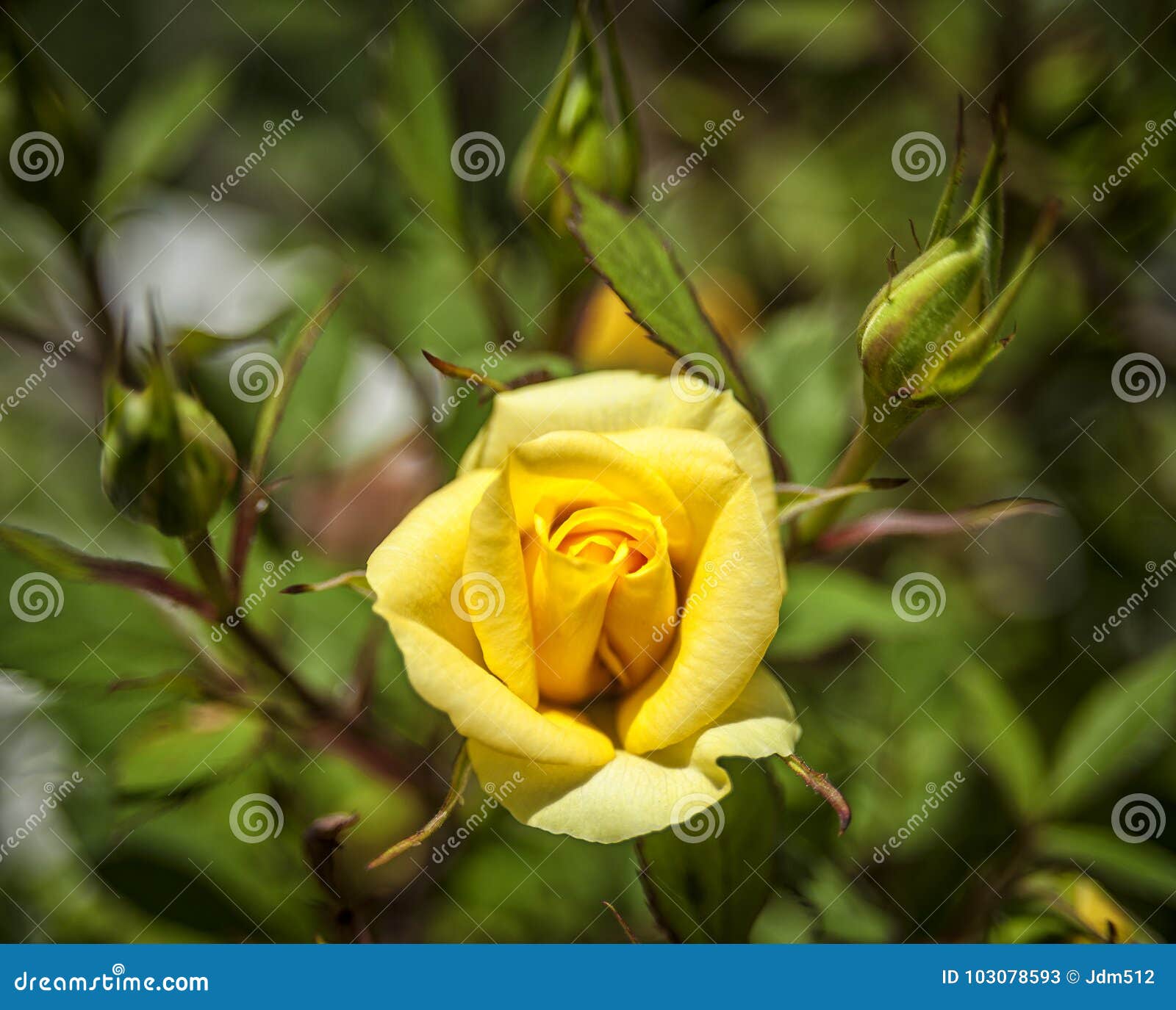 Yellow Rosebud stock image. Image of bouquet, flora - 103078593