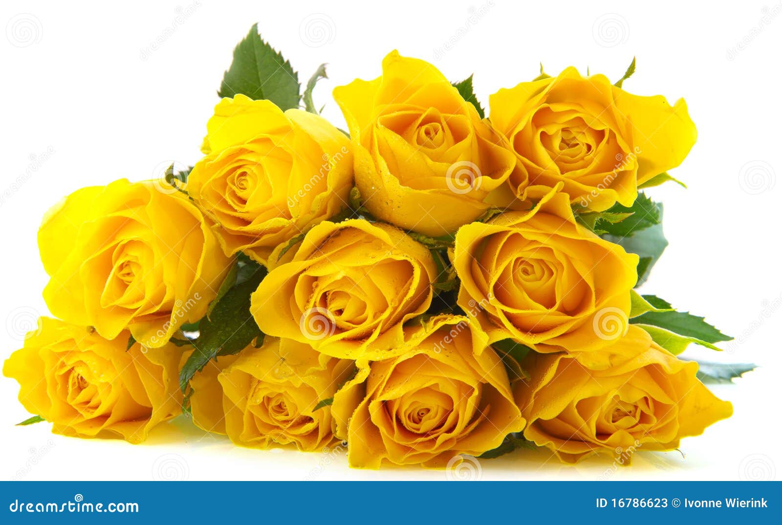 Red And Yellow Roses. Jasmine And Philadelphus. Yellow Hemerocallis ...