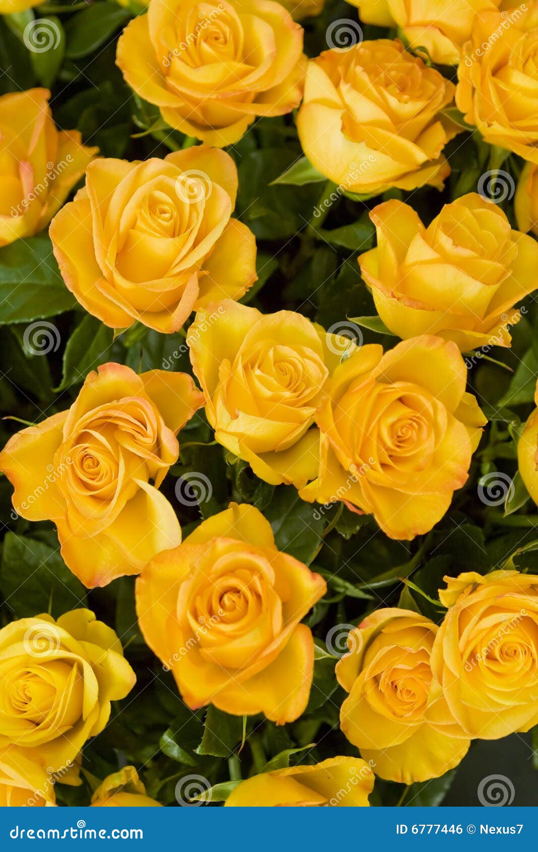 Yellow Roses stock photo. Image of love, yellow, flowers - 6777446