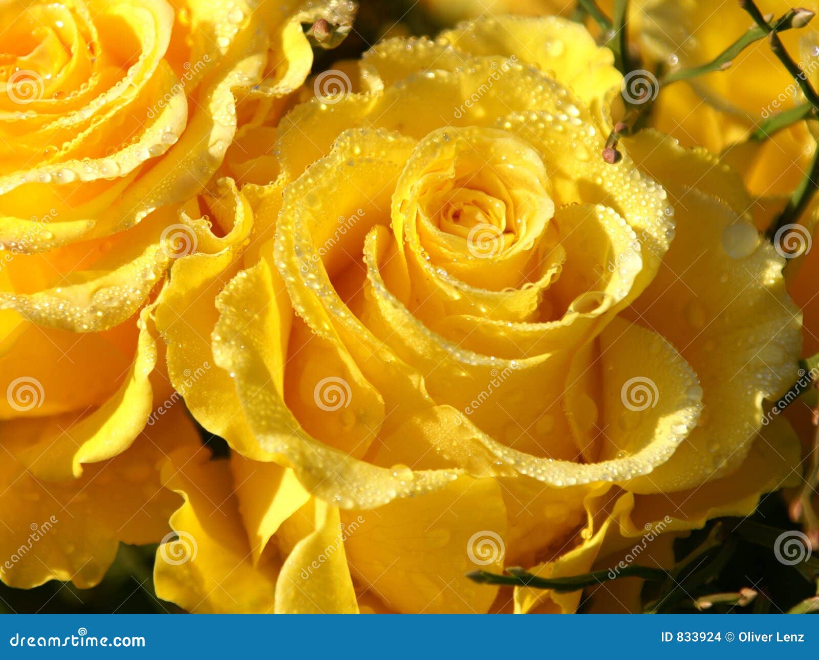Yellow Roses stock photo. Image of water, floral, dewy - 833924